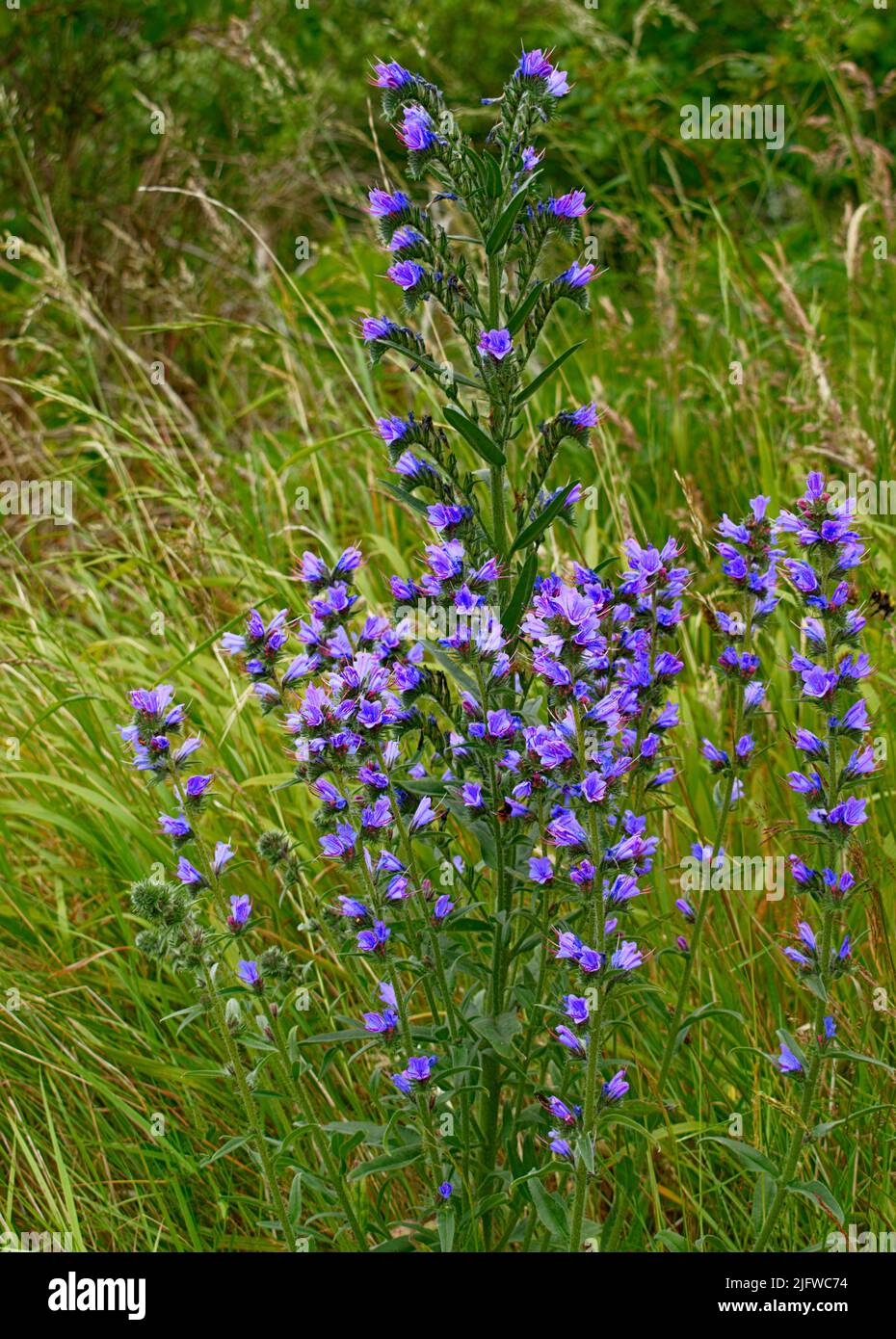 VIPERS BUGLOSS Echium vulgareTHE PLANT AND FLOWERS GROWING ON A BANK IN ...