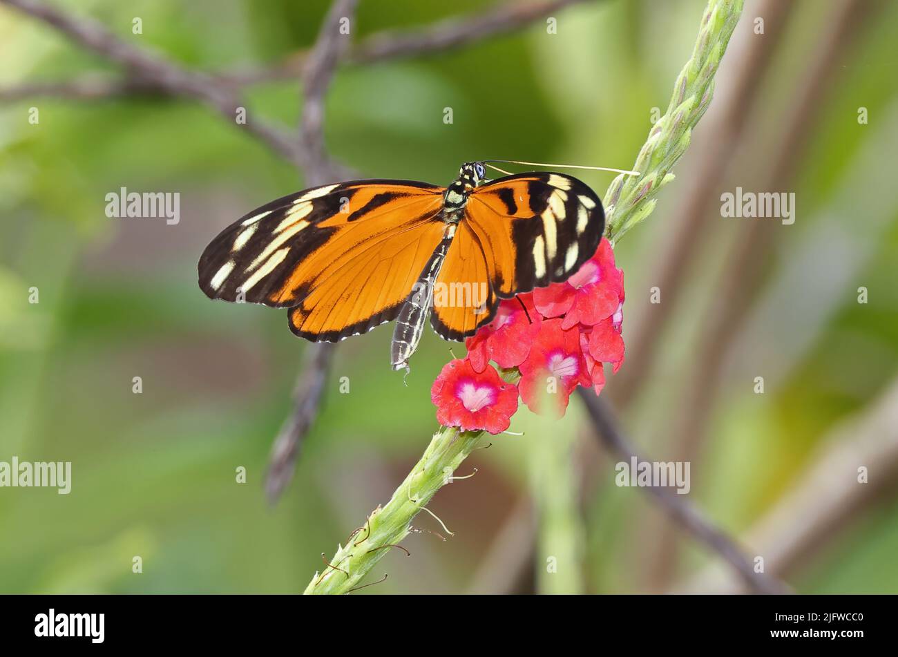Osa peninsula insect hi-res stock photography and images - Alamy
