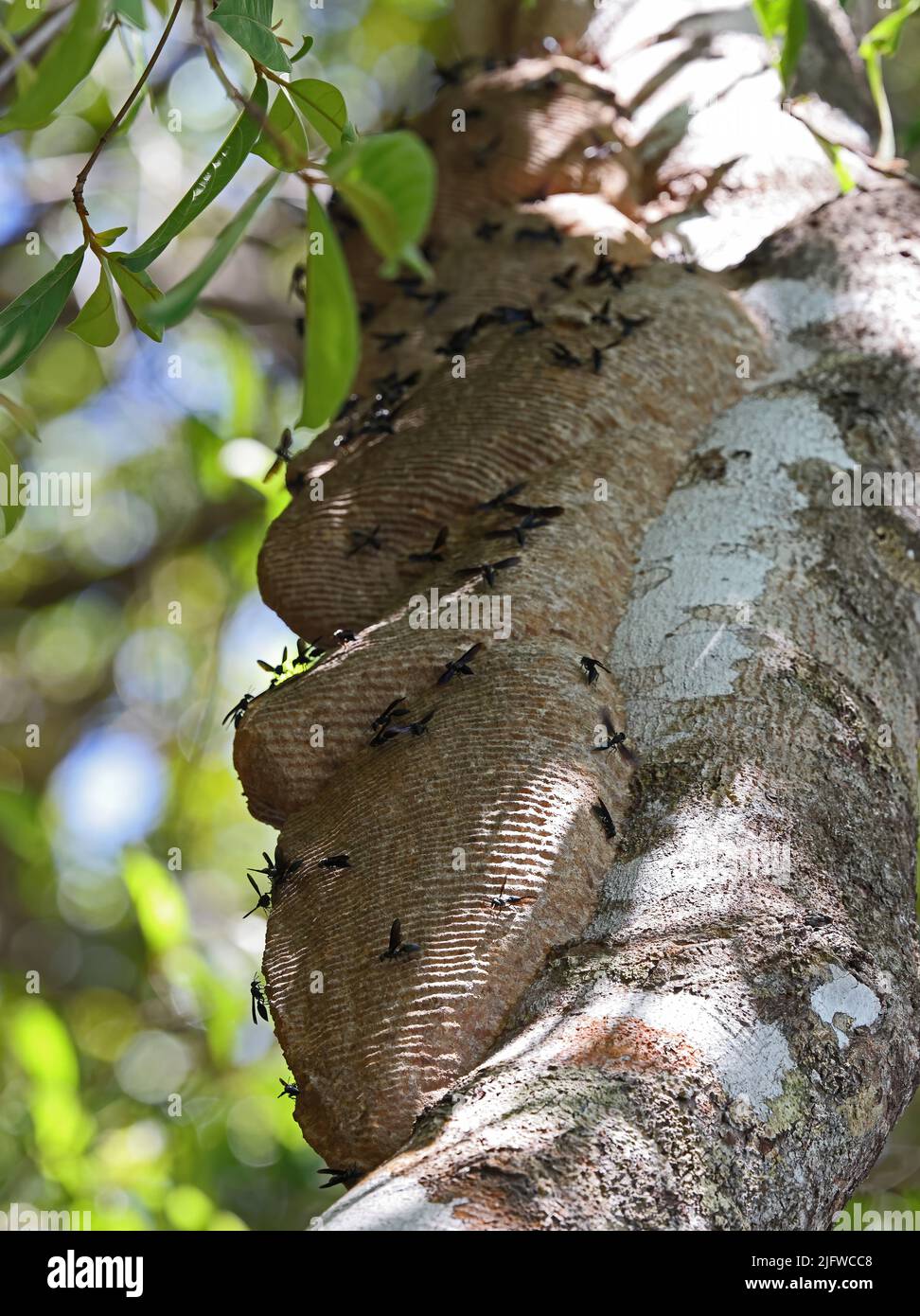 wasp nest on tree Osa Peninsula, Costa Rica March Stock Photo - Alamy
