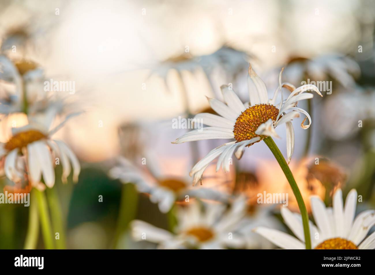 Garden photos of the beautiful Daisy - Marguerite. Beautiful daisies ...