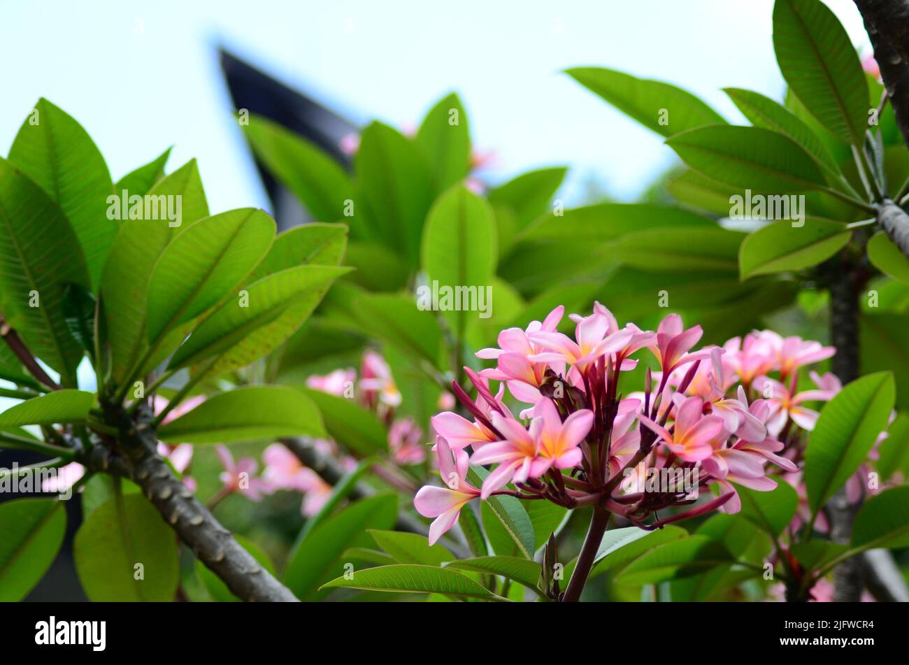 A closeup shot of red frangipani flowers growing in the garden Stock ...