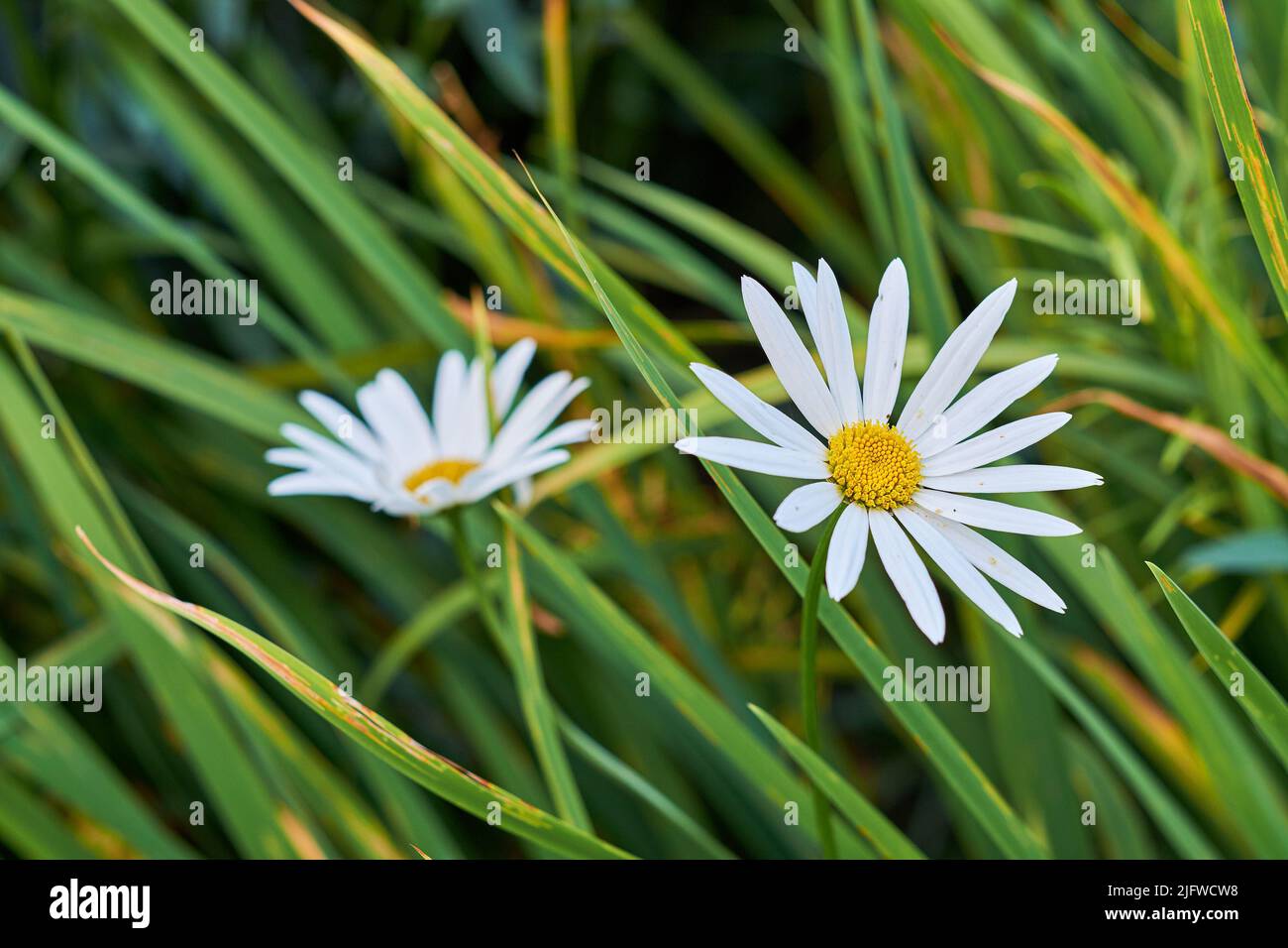 Closeup of two daisy flowers growing in a grassy meadow. Marguerite ...