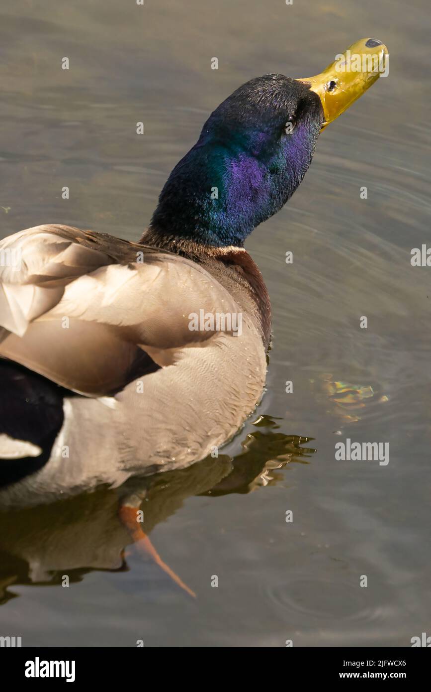 Mallard duck, green body, brownish body, wild duck, glossy green head ...