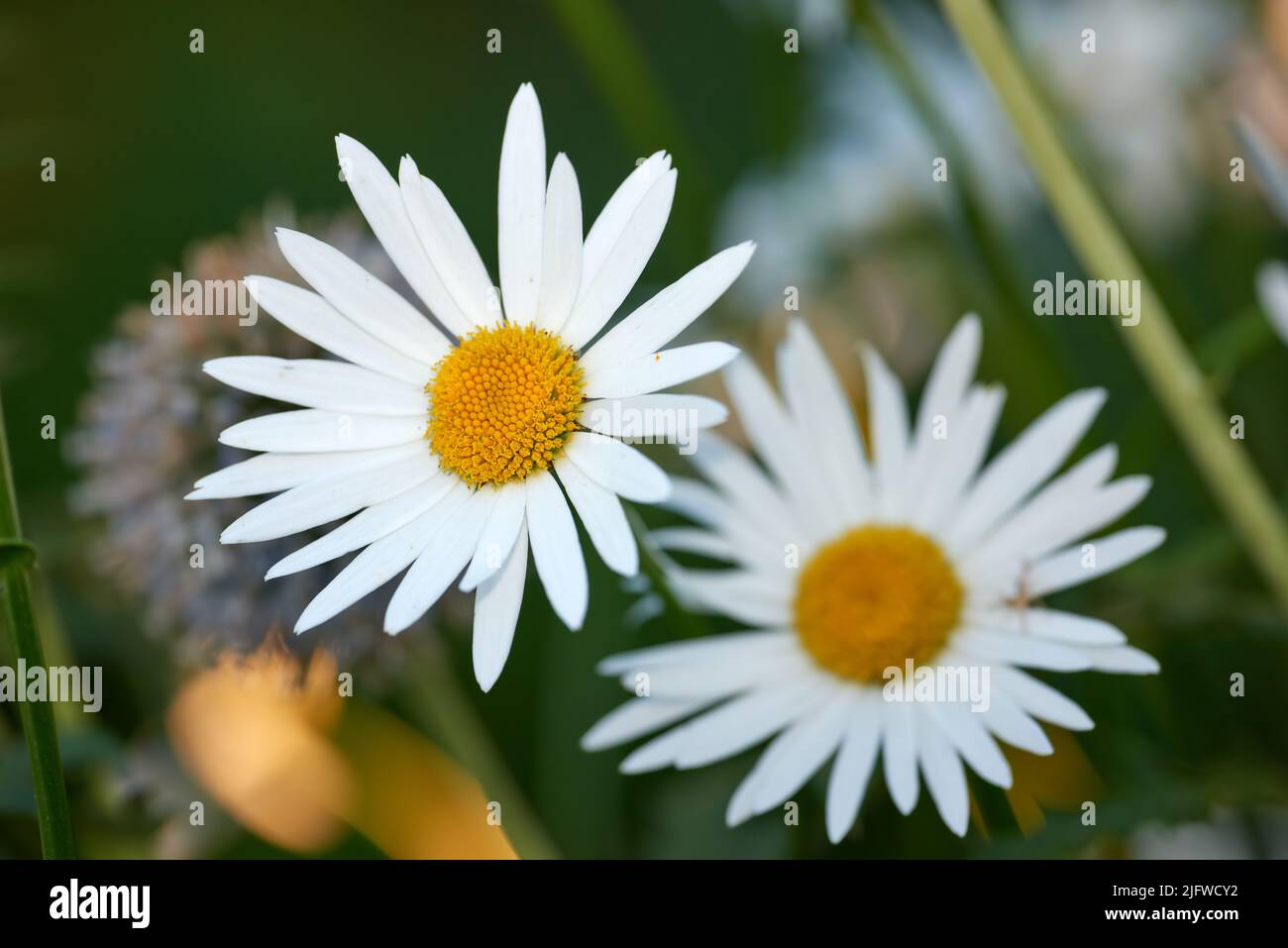 Daisy flowers growing in a lush backyard garden in summer. Beautiful ...