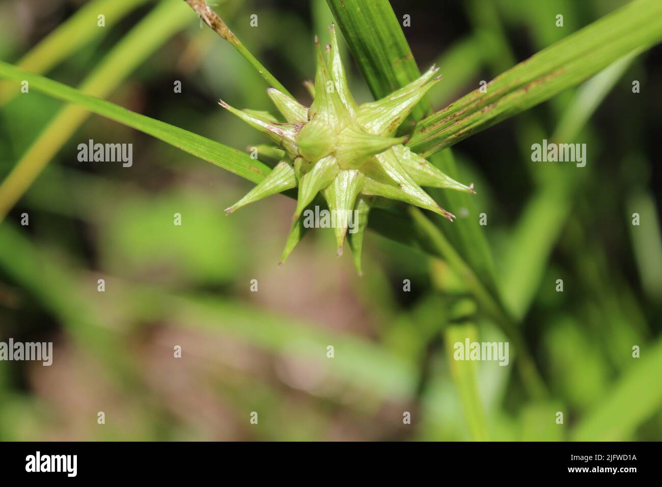 Grays sedge wildflower hi-res stock photography and images - Alamy
