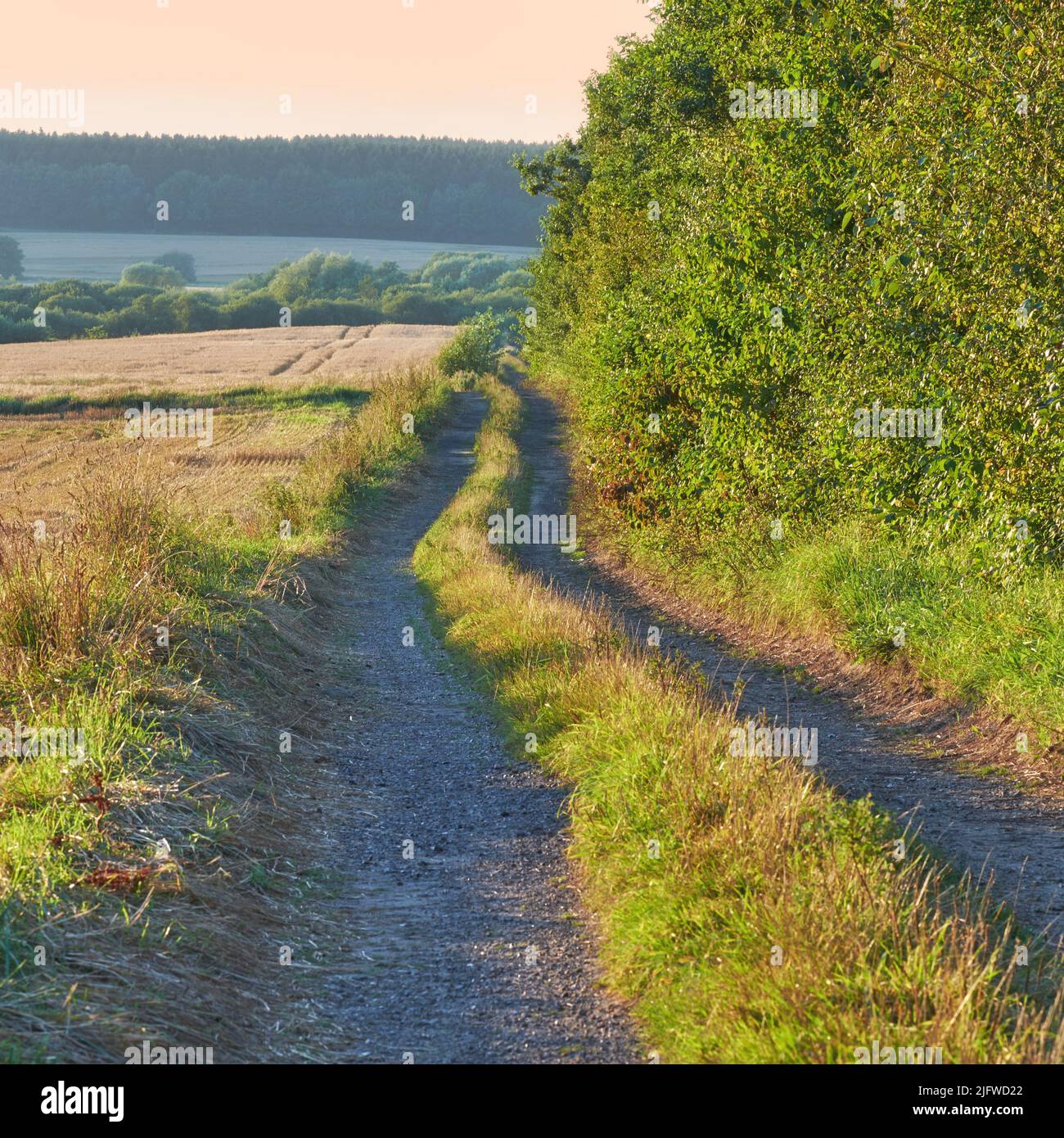 Dirt road through wheat field hi-res stock photography and images - Alamy