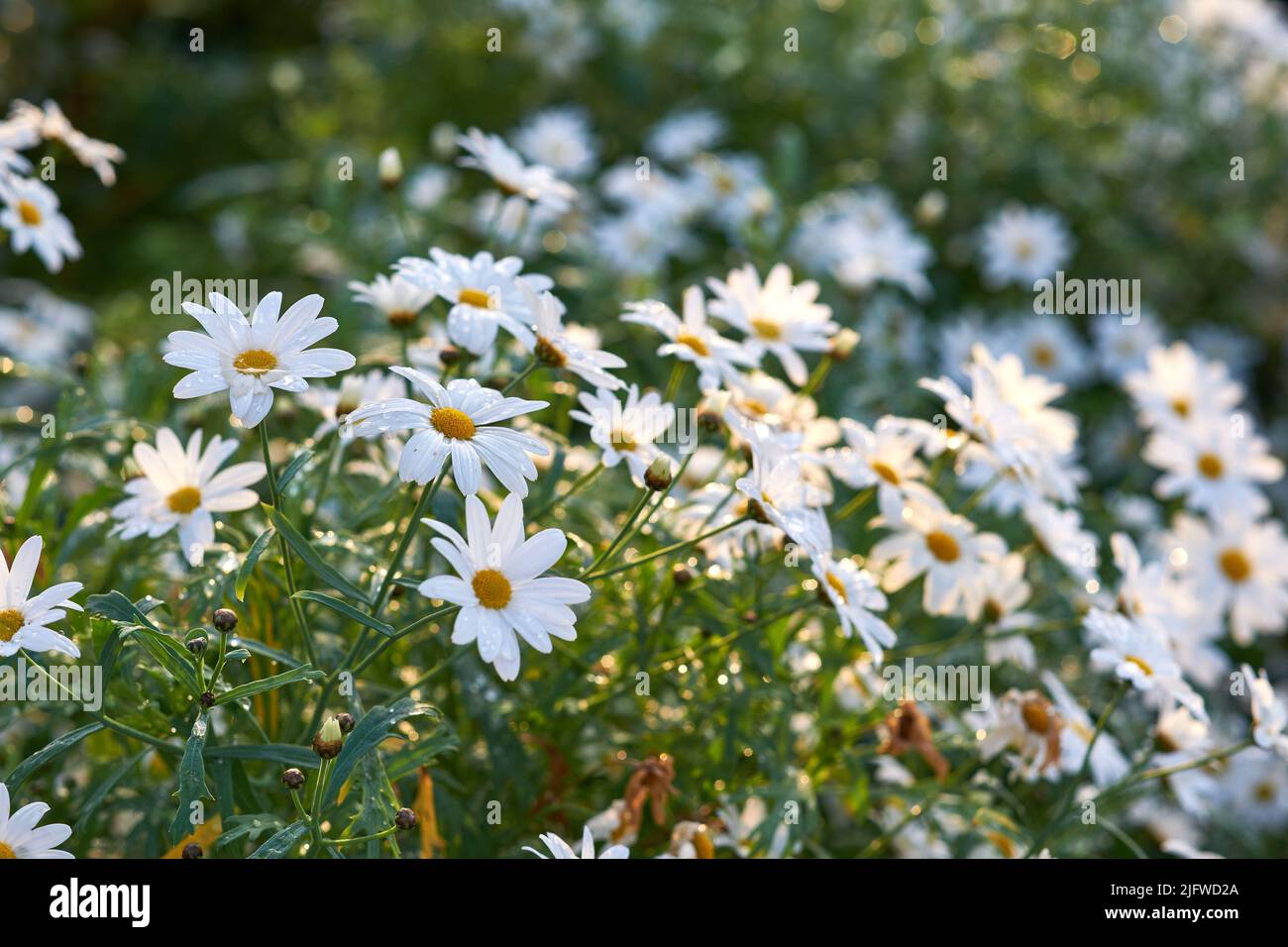 Landscape of daisy flowers growing in backyard garden in summer ...