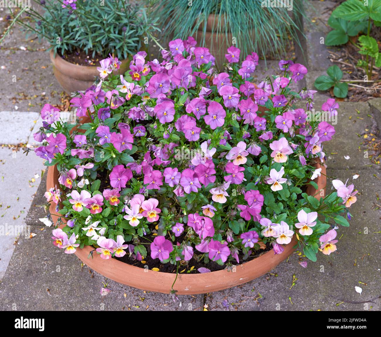 Top view of pansies growing in a vase in a backyard garden in summer ...