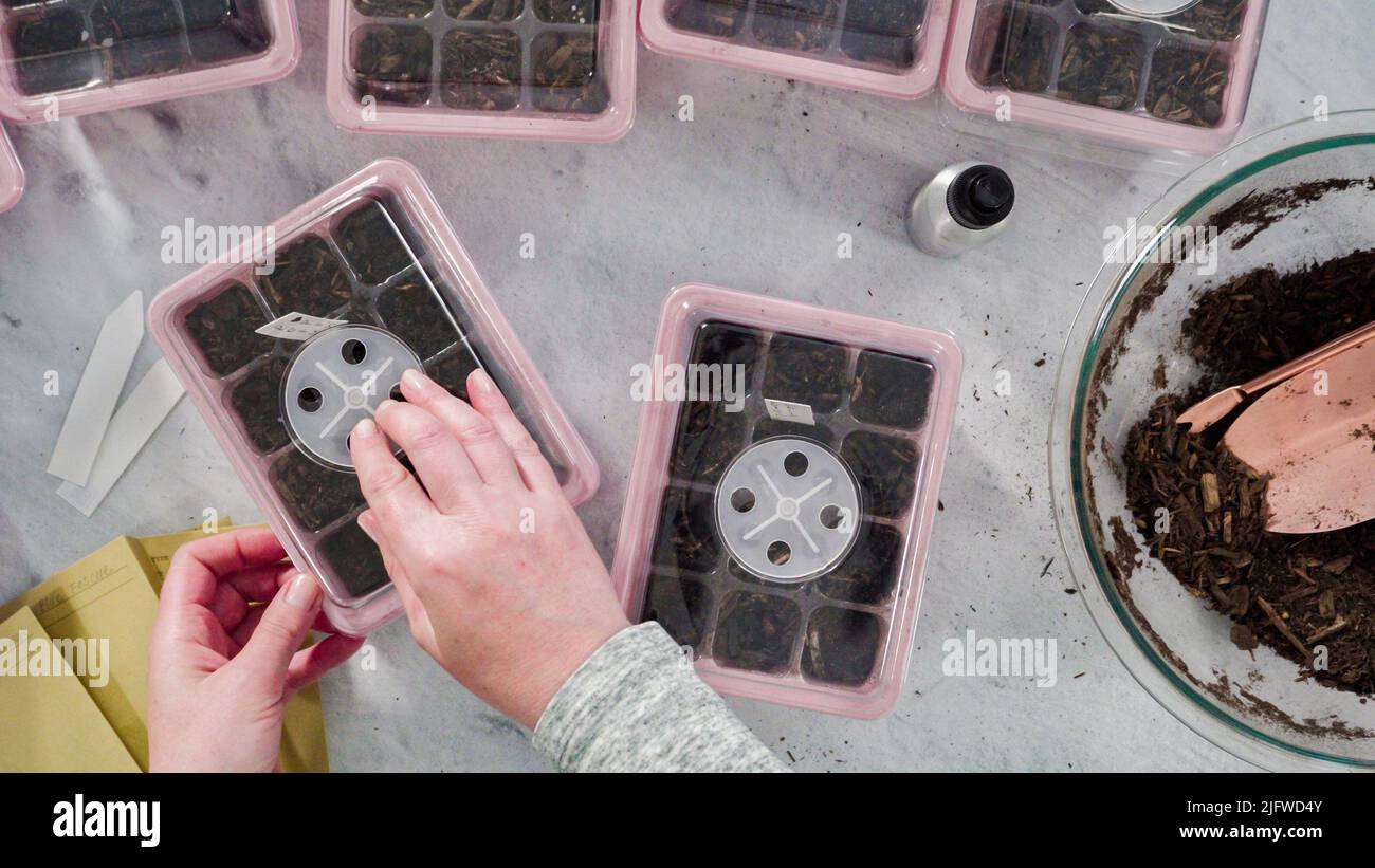 Flat lay. Planting seeds in seed propagator with soil Stock Photo - Alamy