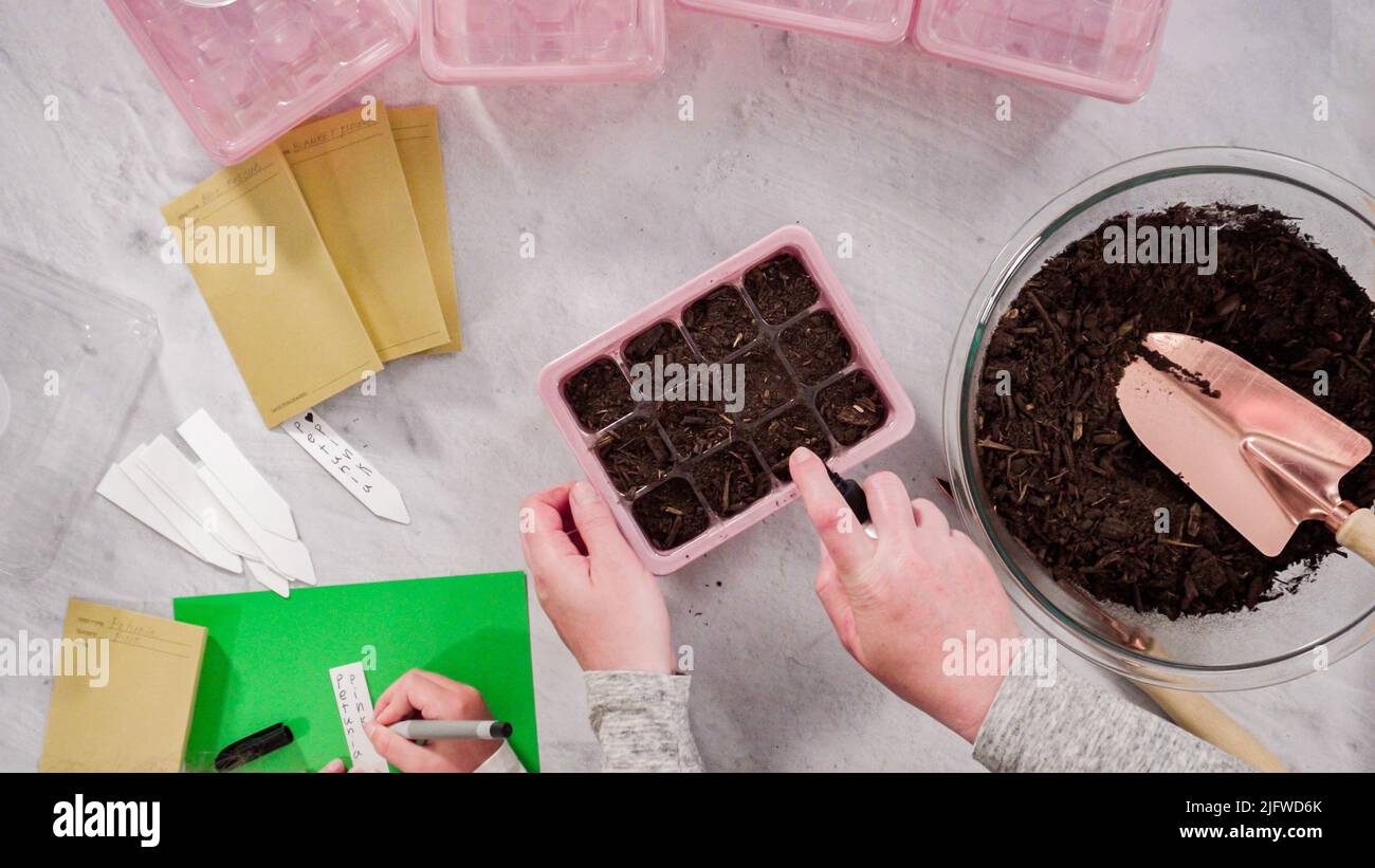 Flat lay. Planting seeds in seed propagator with soil Stock Photo - Alamy