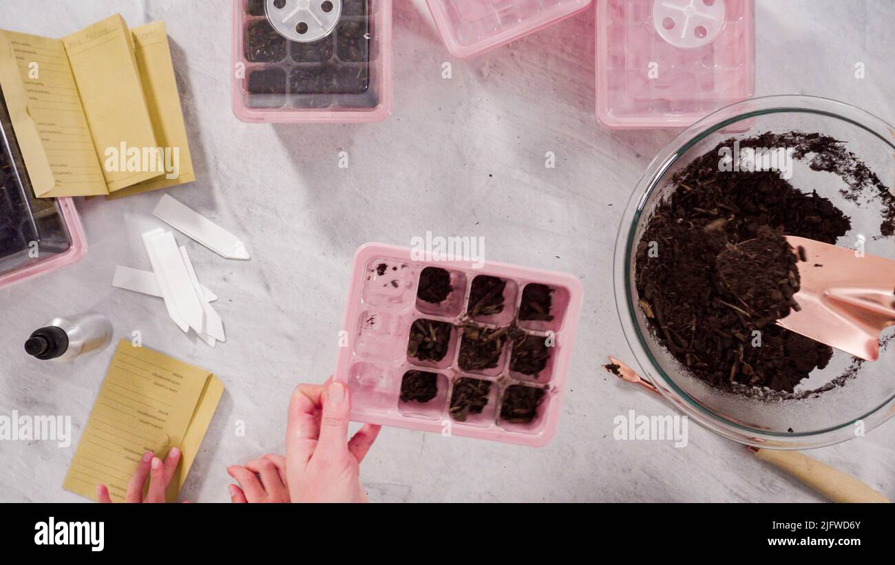 Flat lay. Planting seeds in seed propagator with soil Stock Photo - Alamy