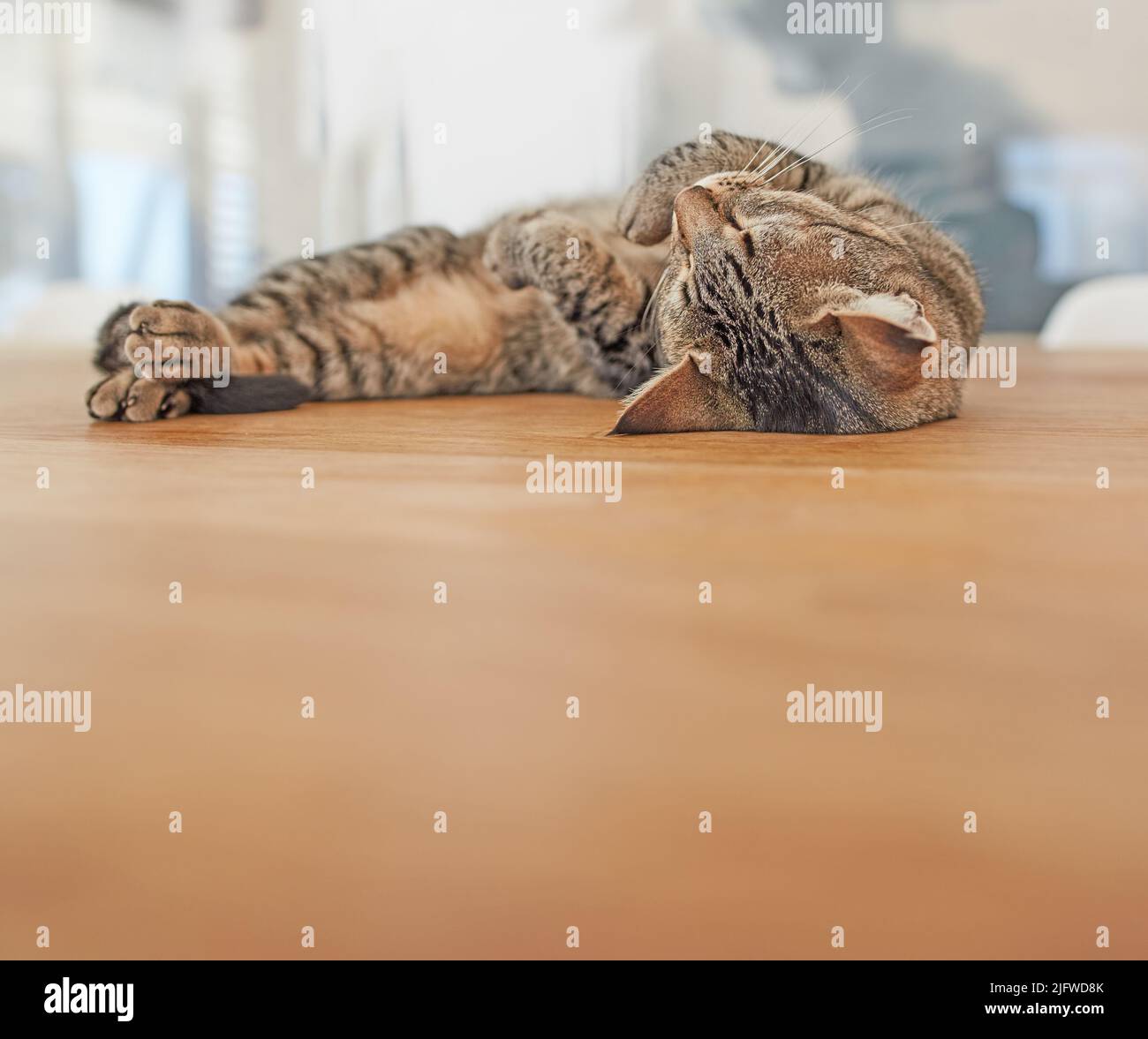 Copyspace with a cute cat sleeping. Adorable domestic tabby kitten ...