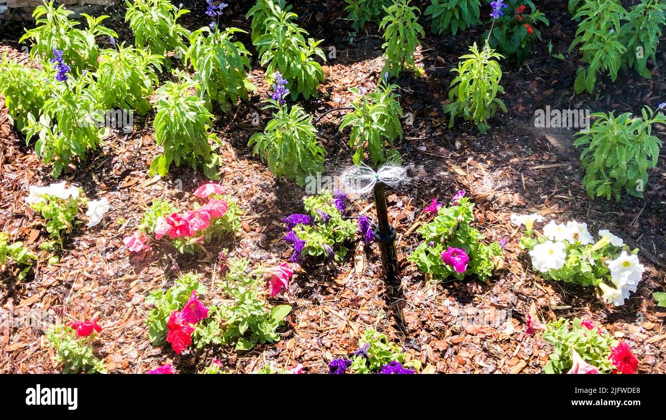 Watering landscape with automatic irrigation sprinkle system Stock ...