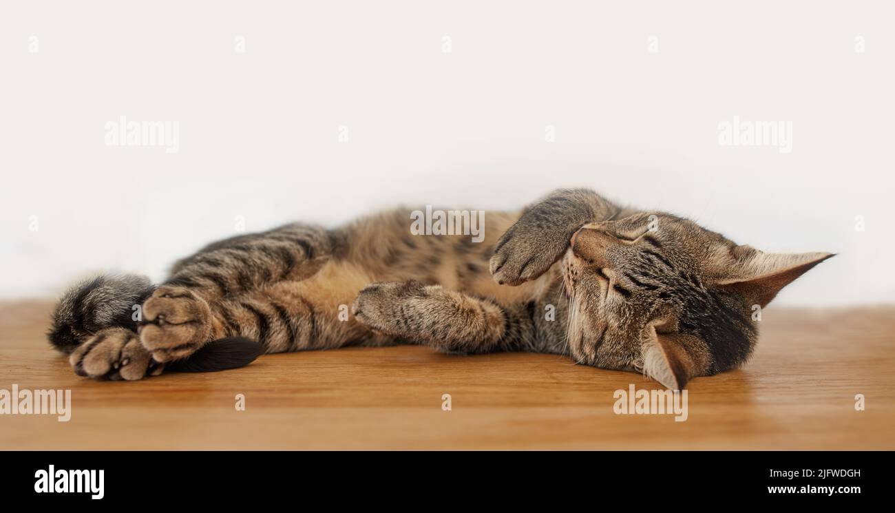 Cute tired cat sleeping on a table in a house after playing all day ...