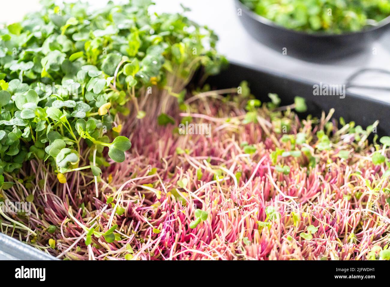 Harvesting radish microgreens from a large plastic tray Stock Photo - Alamy
