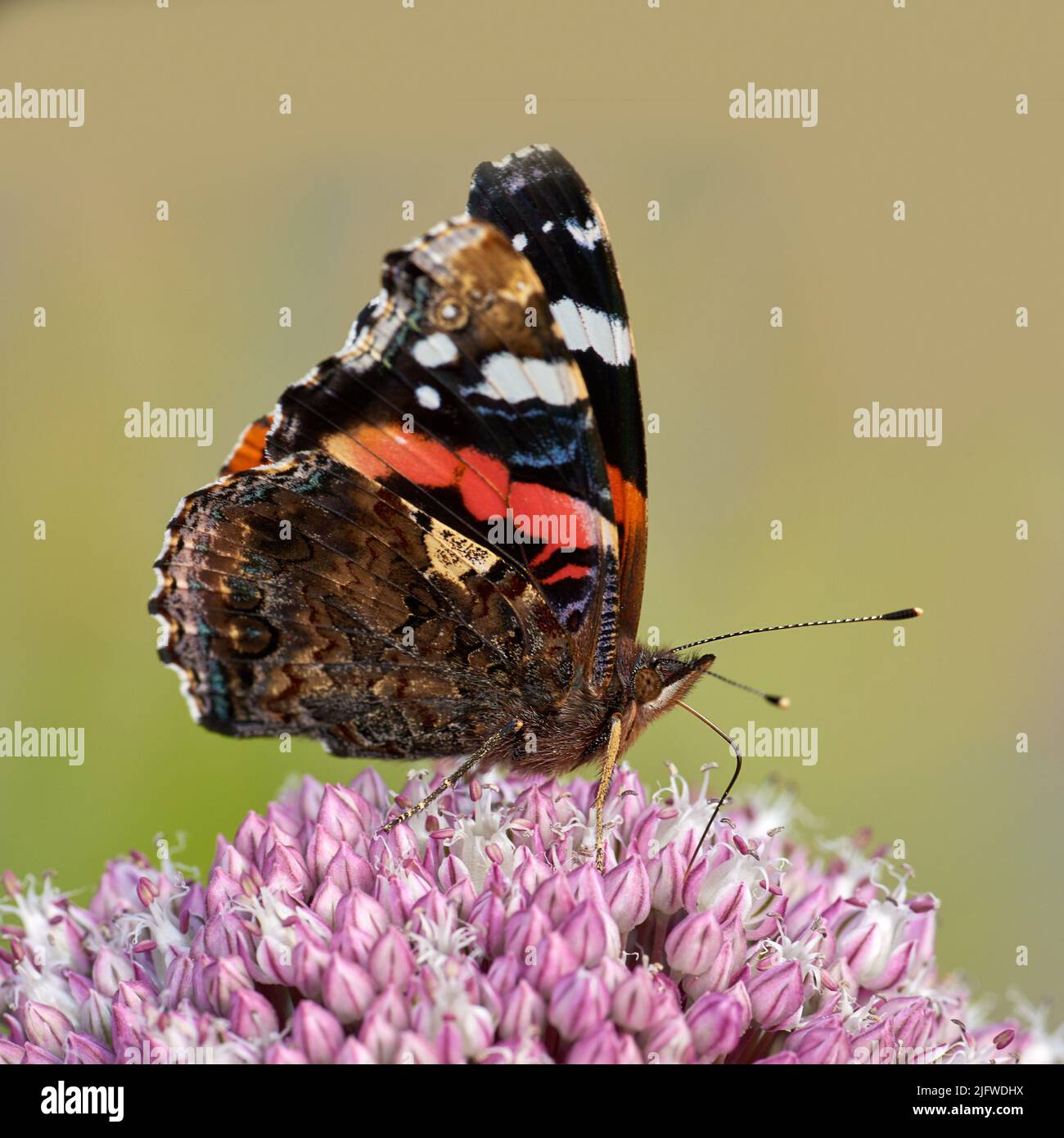 Red admiral flying hi-res stock photography and images - Alamy