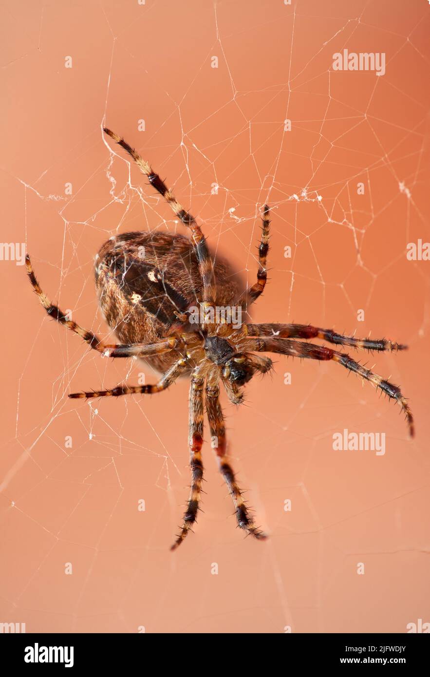The Walnut Orb-weaver Spider or Nuctenea Umbratica on a web isolated ...