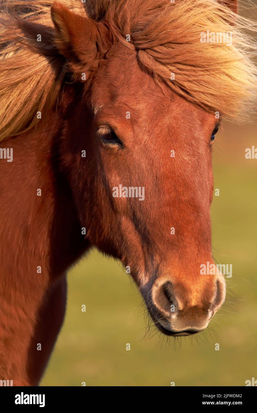 Closeup of a chestnut horse with a shiny and soft brown coat and mane ...