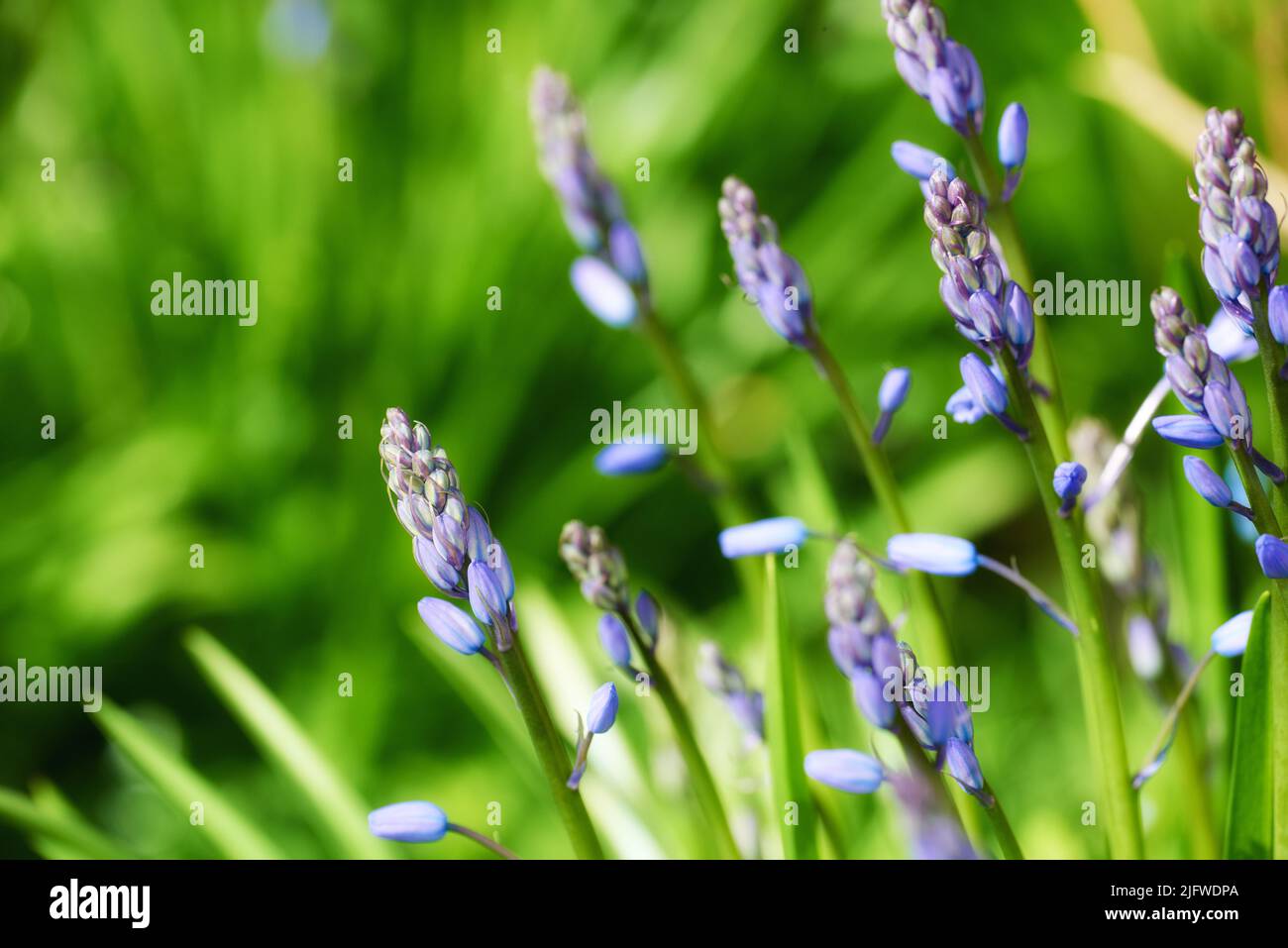 Lavender blooming in a botanical garden on a sunny day in summer ...