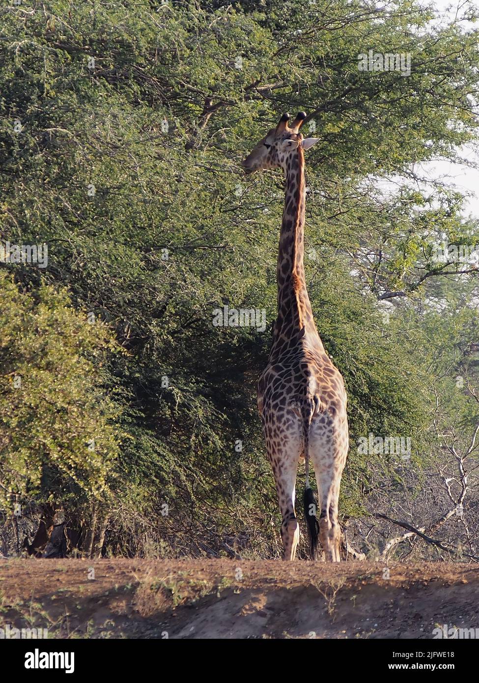 A vertical shot of a giraffe eating tree leaves in South Africa Stock ...