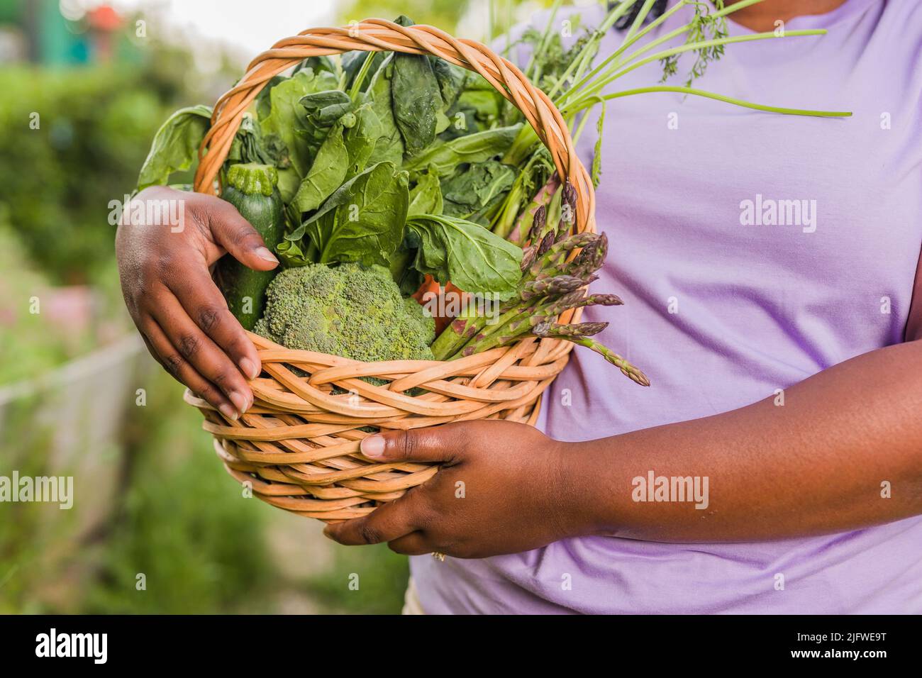 organic food vegetables with hand. Latin Cuban people gardening in ...