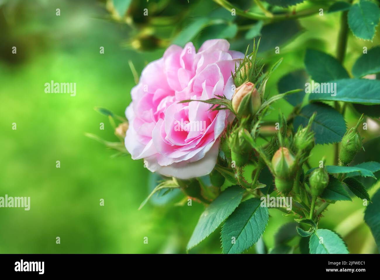 Closeup side view of a single pink rose growing in a park in spring ...