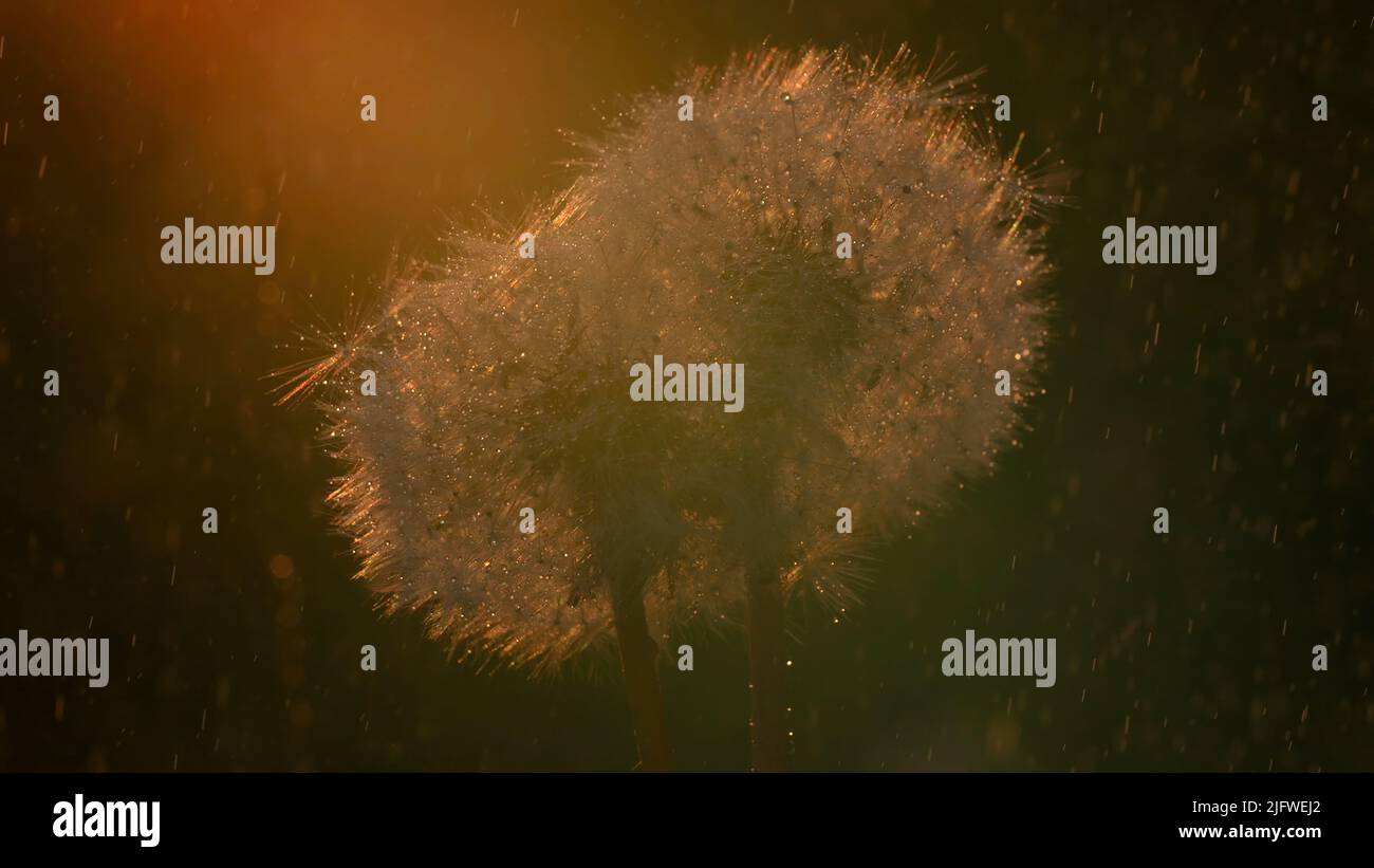 Blowing dandelion hi hi-res stock photography and images - Alamy