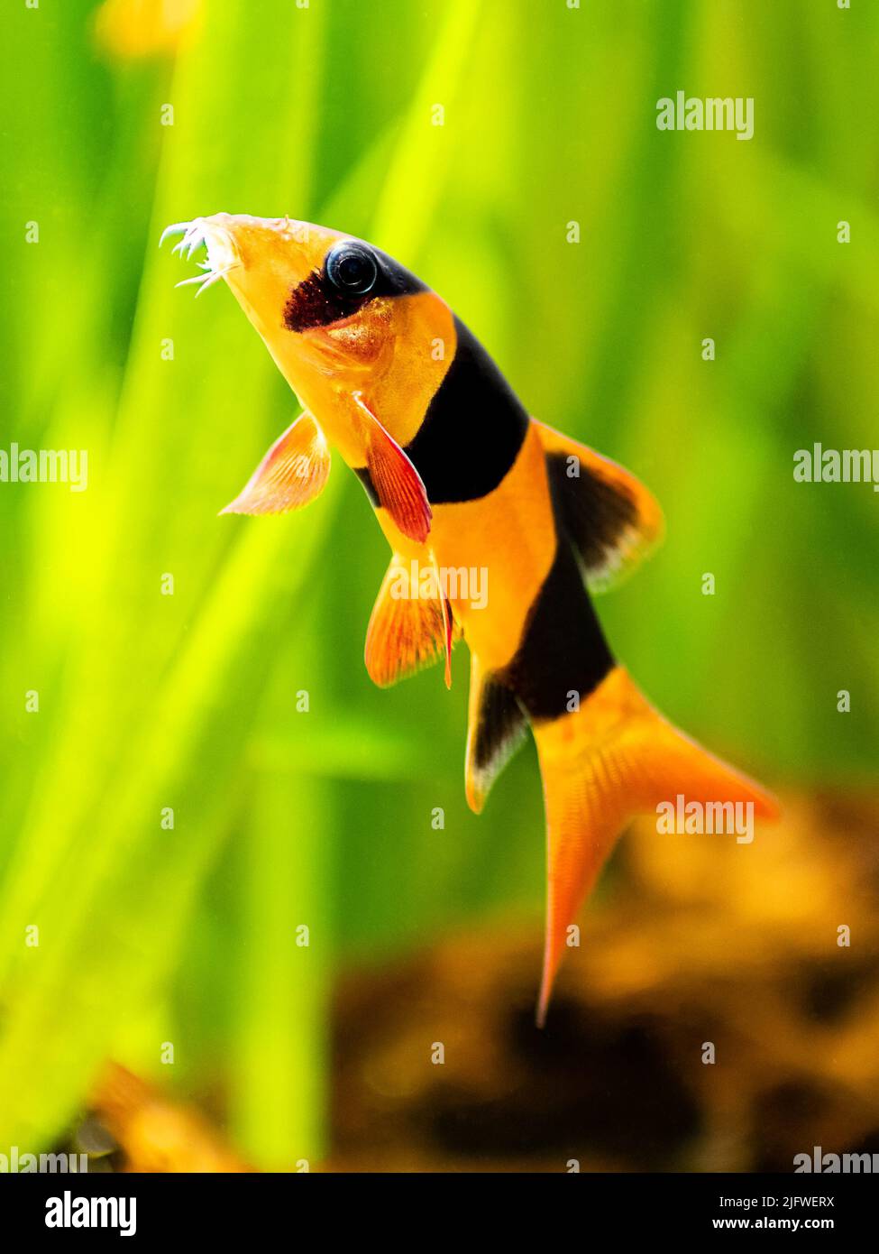 large clown loach isolated in fish tank (Chromobotia macracanthus) with ...