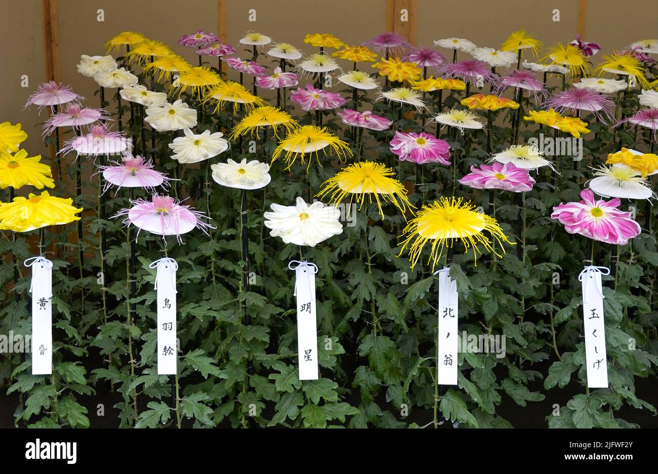 Daily scenes from a fall afternoon in the Shinjuku Gyoen National ...