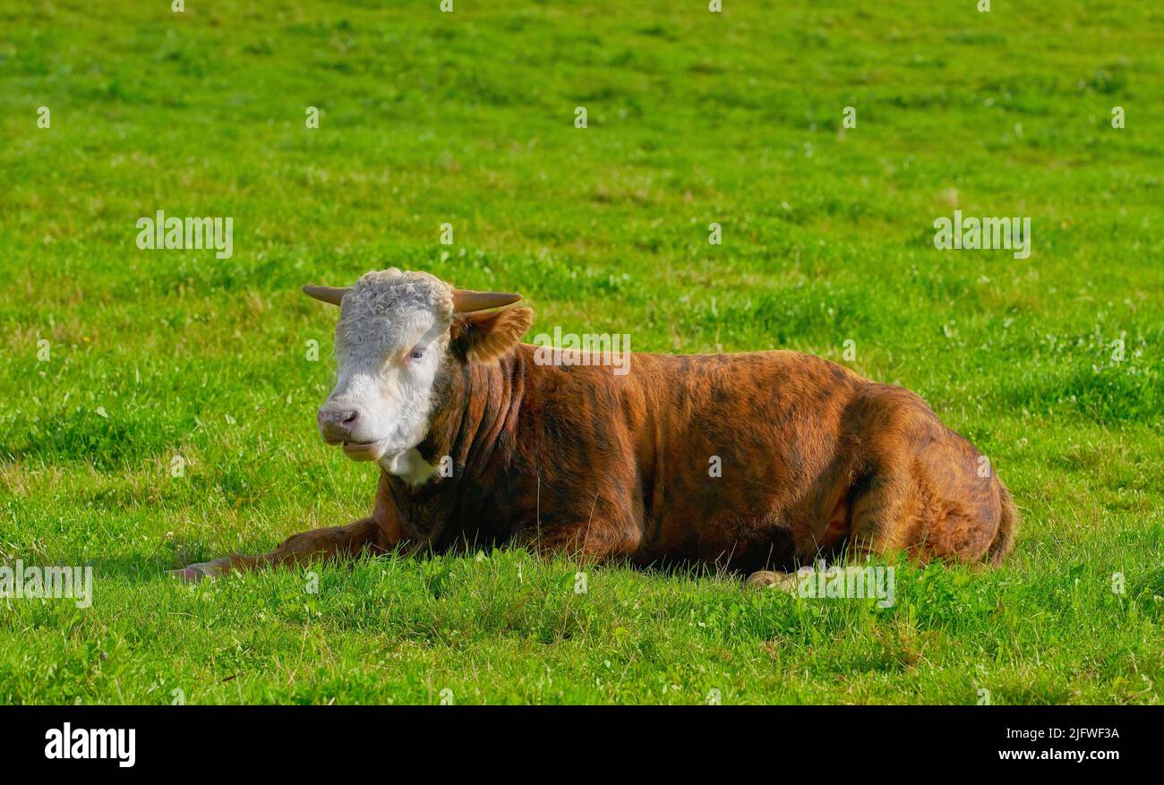 Hairy animal hi-res stock photography and images - Alamy