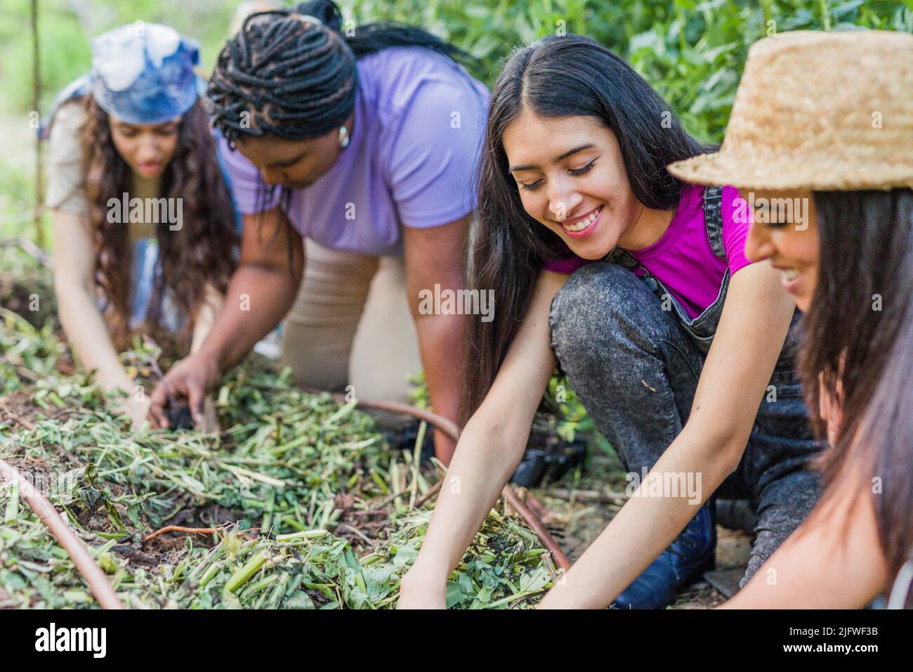 Gardening in organic urban garden. Multiethnic Latin cuban venezuelan ...