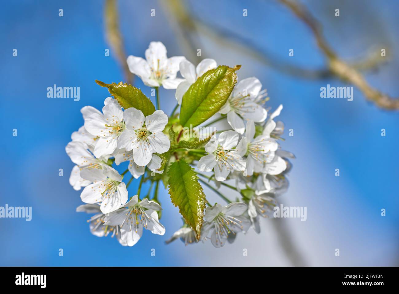 White mirabelle or Prunus Domestica flowers with green leaves blooming ...