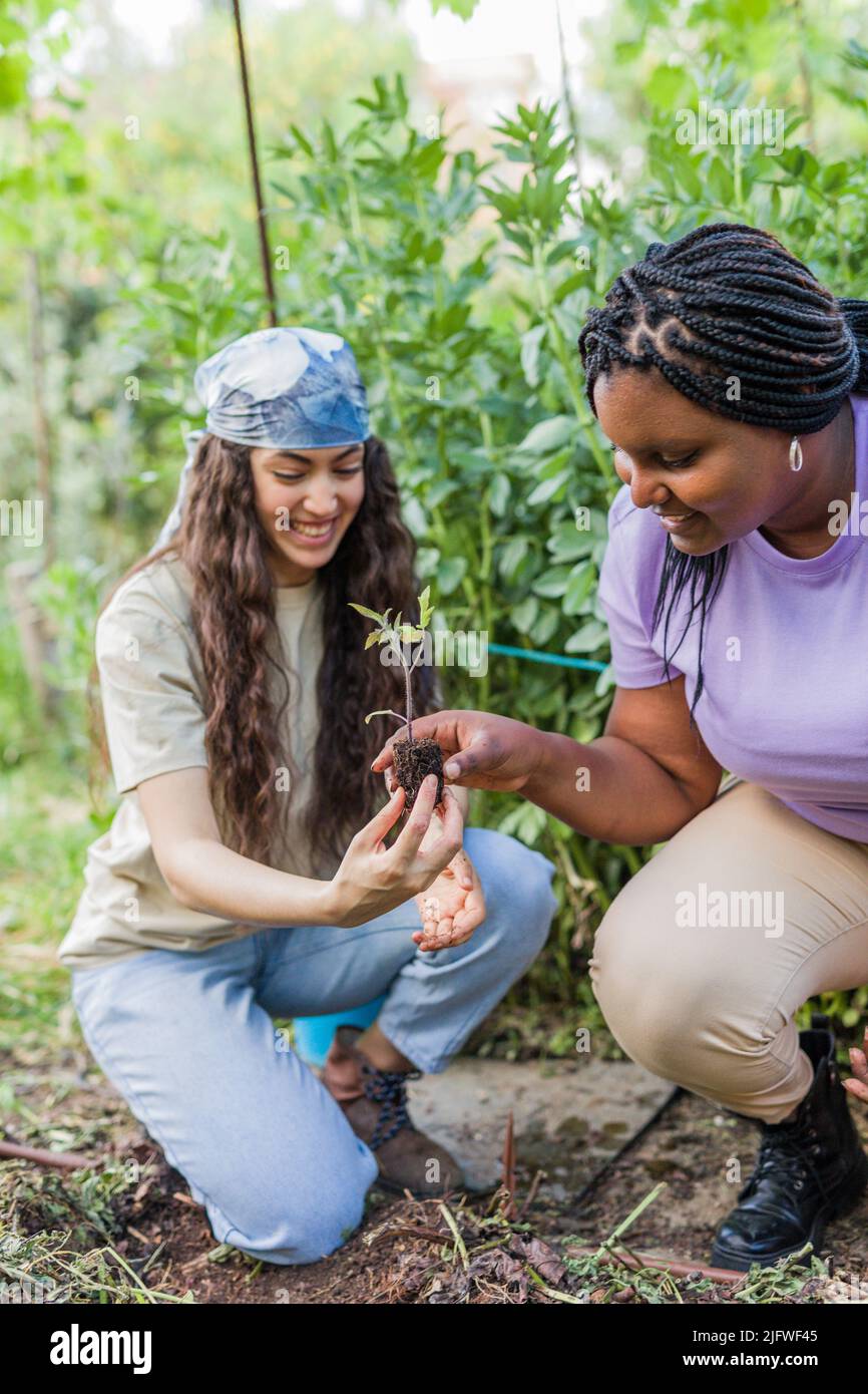 Gardening in organic urban garden. Multiethnic Latin cuban venezuelan ...