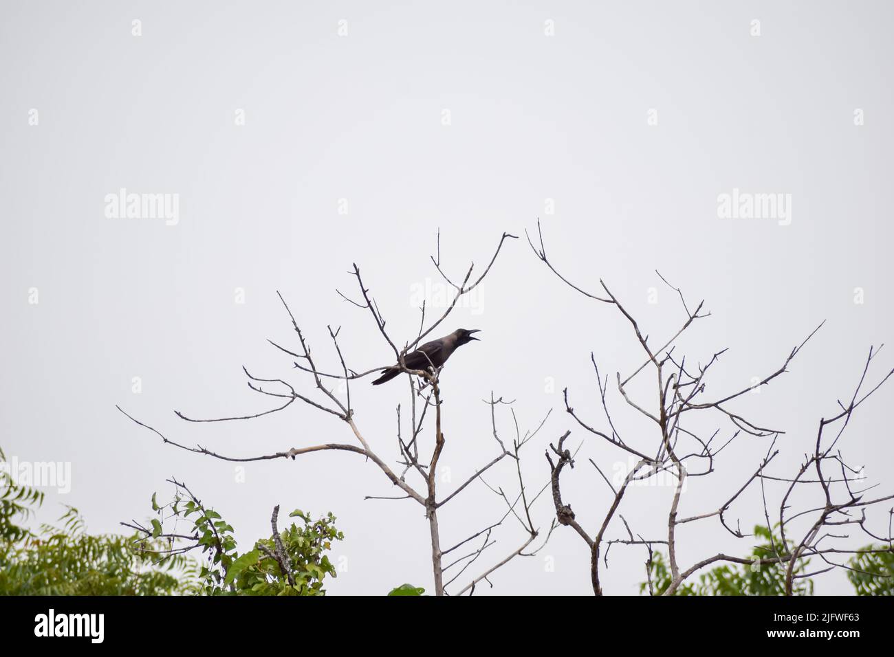 A lonely crow sitting on a branch which is dead.Concept - Deforestation ...
