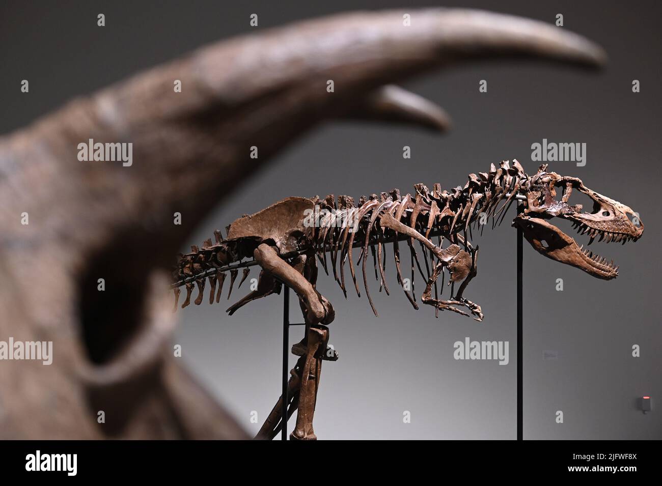 A Gorgosaurus Skeleton is unveiled at Sotheby’s in New York, NY, on ...