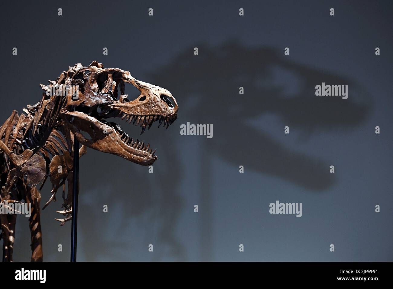 A Gorgosaurus Skeleton is unveiled at Sotheby’s in New York, NY, on ...