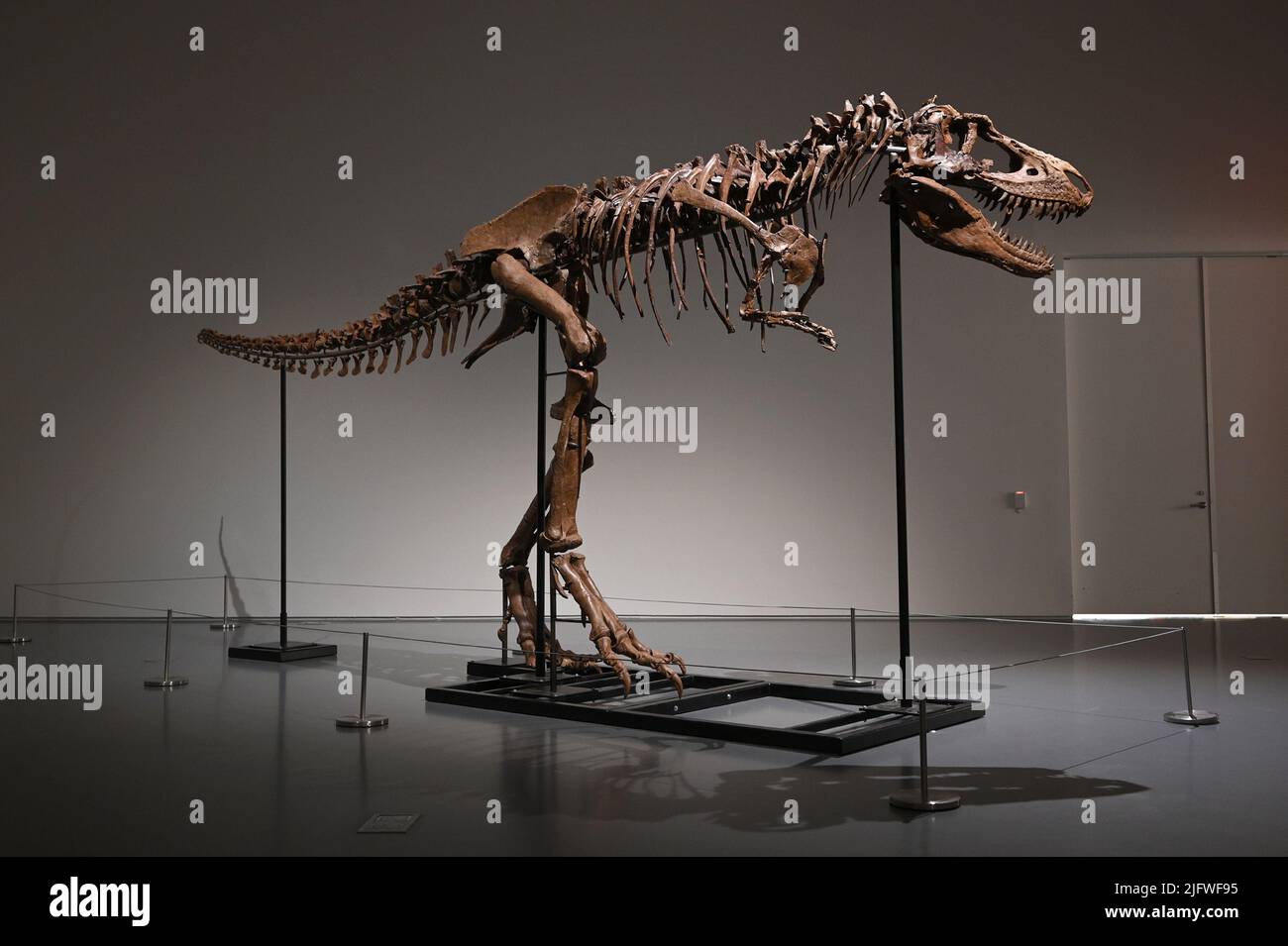 A Gorgosaurus Skeleton is unveiled at Sotheby’s in New York, NY, on ...