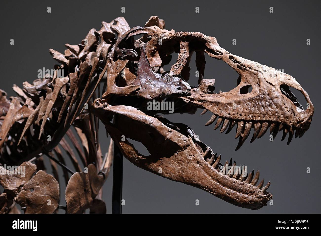 Gorgosaurus Skeleton Gorgosaurus Wikipedia