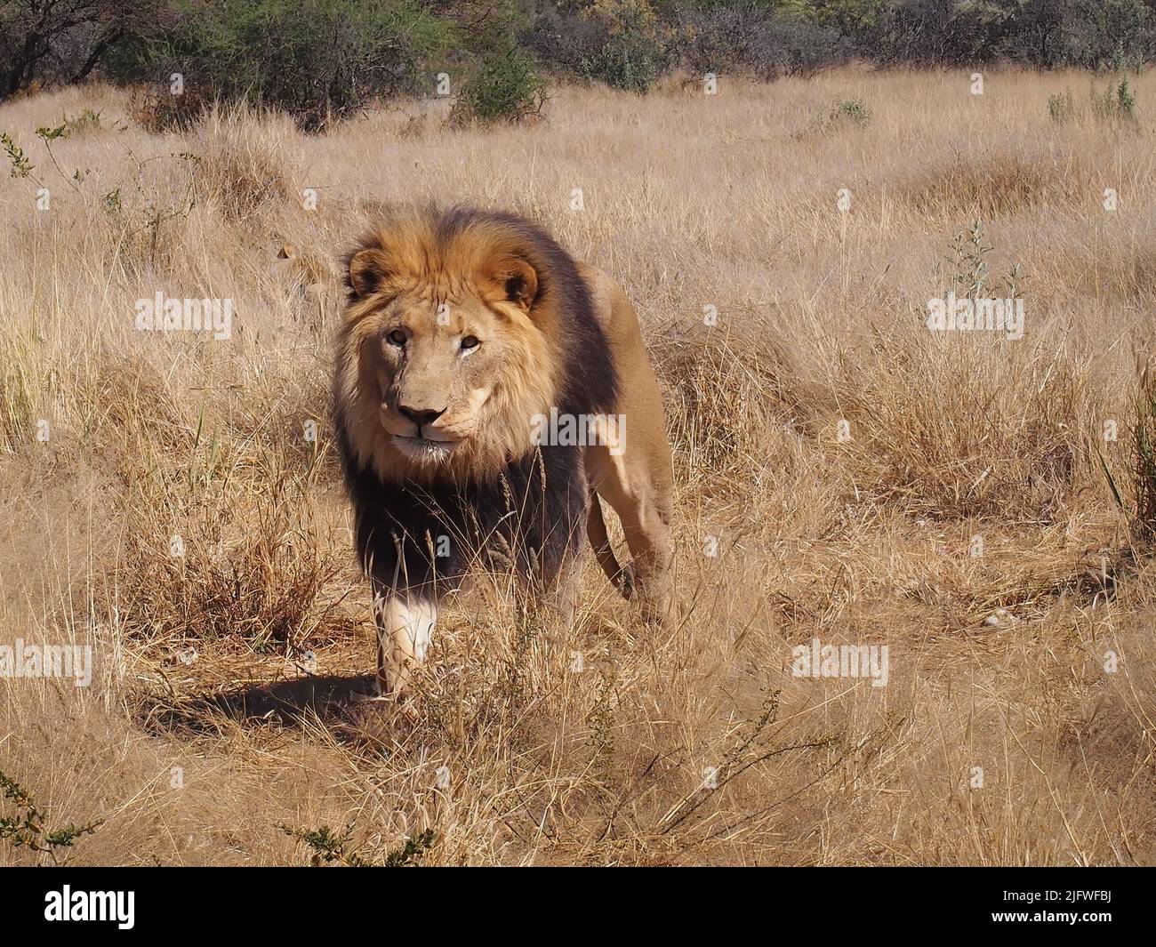 A closeup of an African lion walking in a savanna with shrubs in the ...