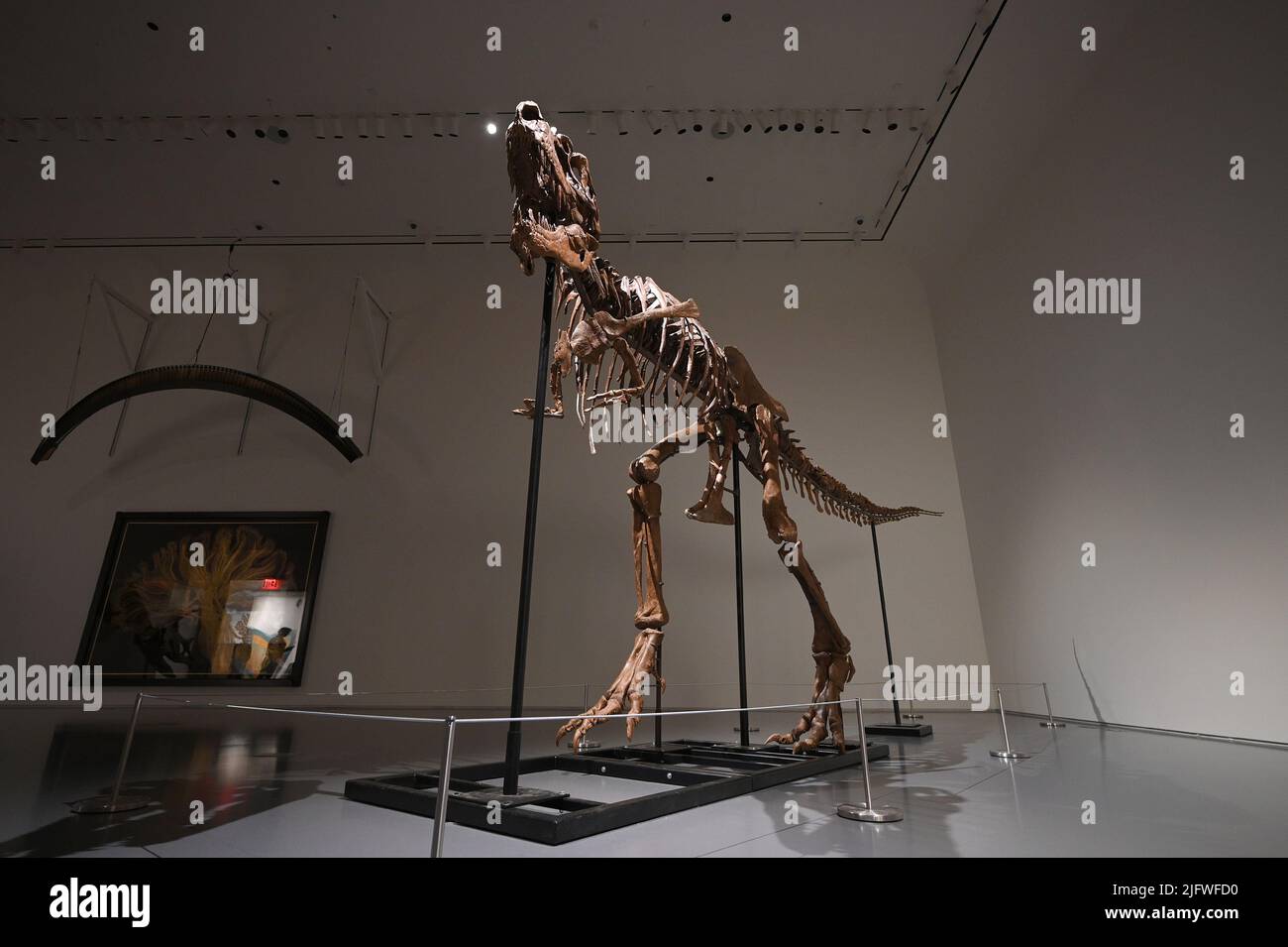 A Gorgosaurus Skeleton is unveiled at Sotheby’s in New York, NY, on ...