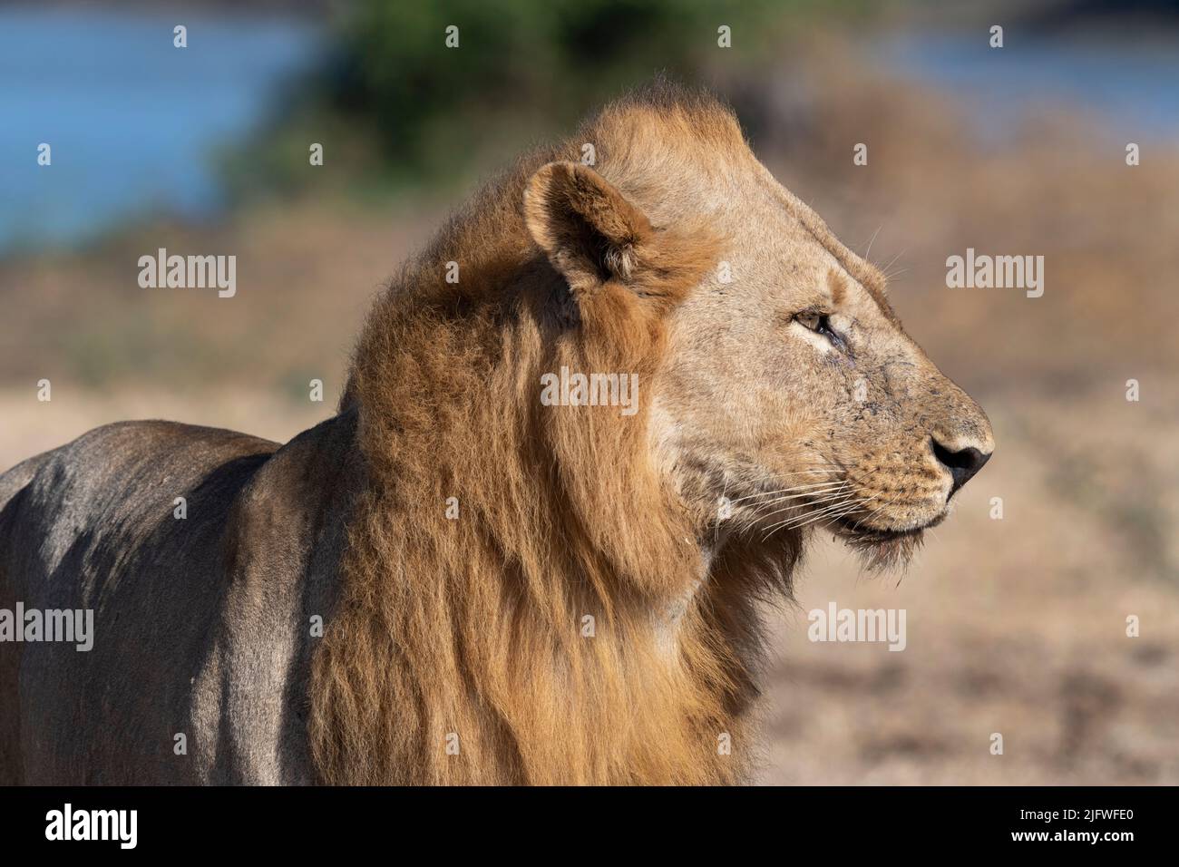 Zambia, South Luangwa National Park. Male African lion (WILD: Panthera ...
