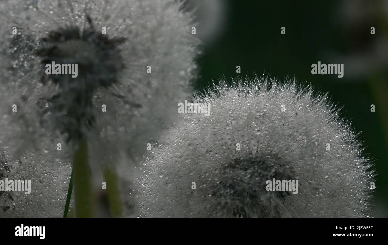 Dandelion swinging in wind hi-res stock photography and images - Alamy