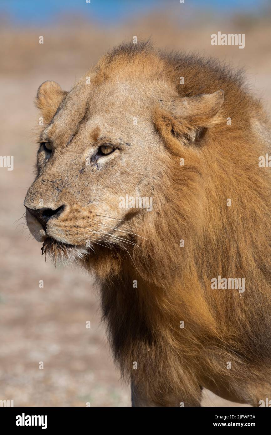 Zambia, South Luangwa National Park. Male African lion (WILD: Panthera ...