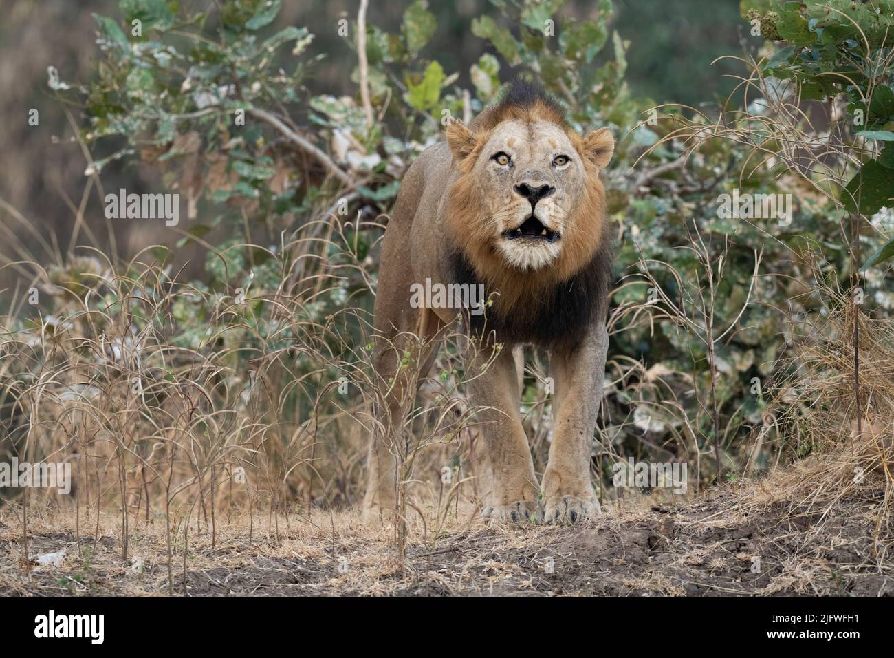 Zambia, South Luangwa National Park. Male African lion (WILD: Panthera ...