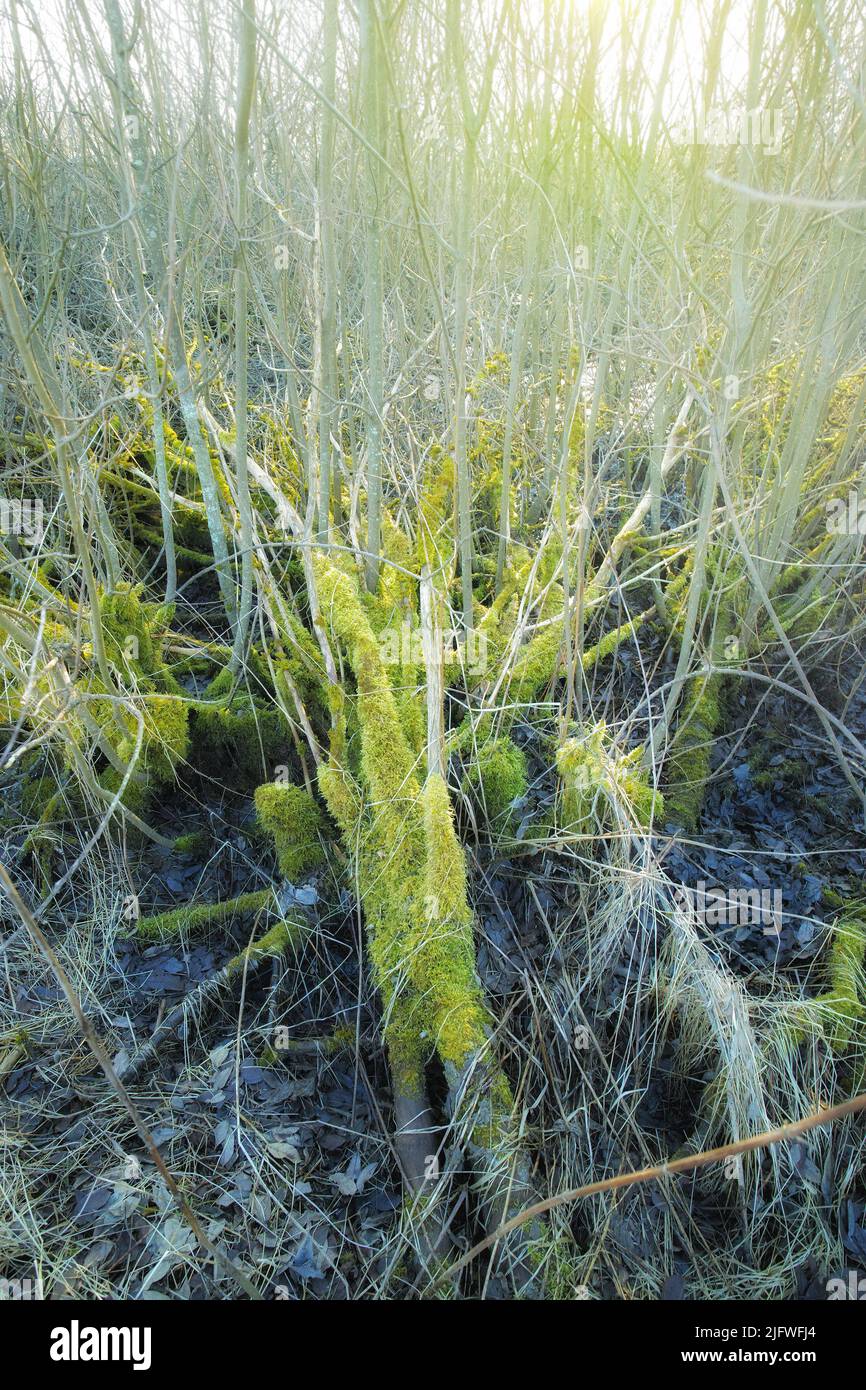 Green moss growing on bark of fallen tree in an empty Denmark swamp in ...