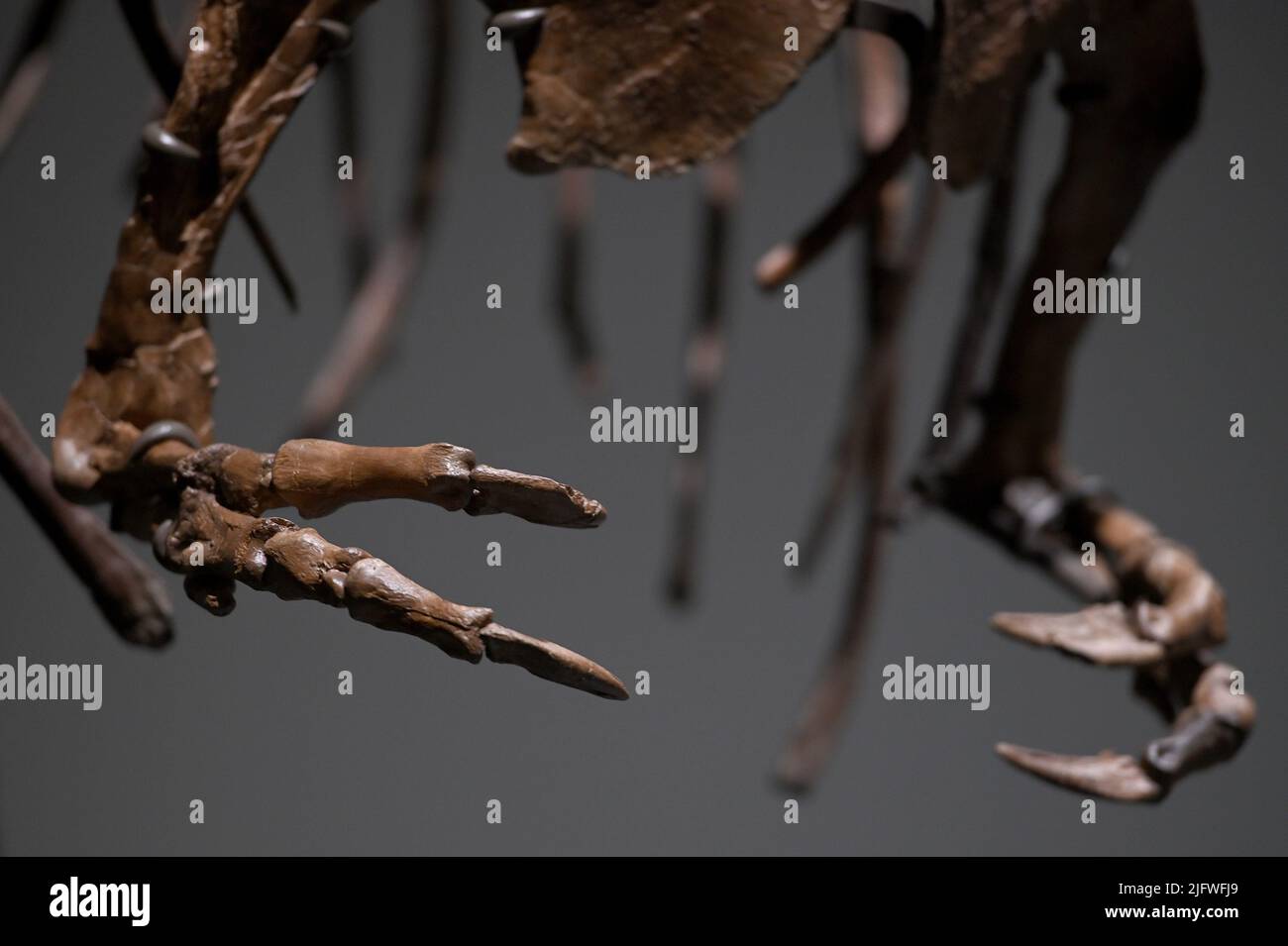 New York, USA. 05th July, 2022. A Gorgosaurus Skeleton is unveiled at ...