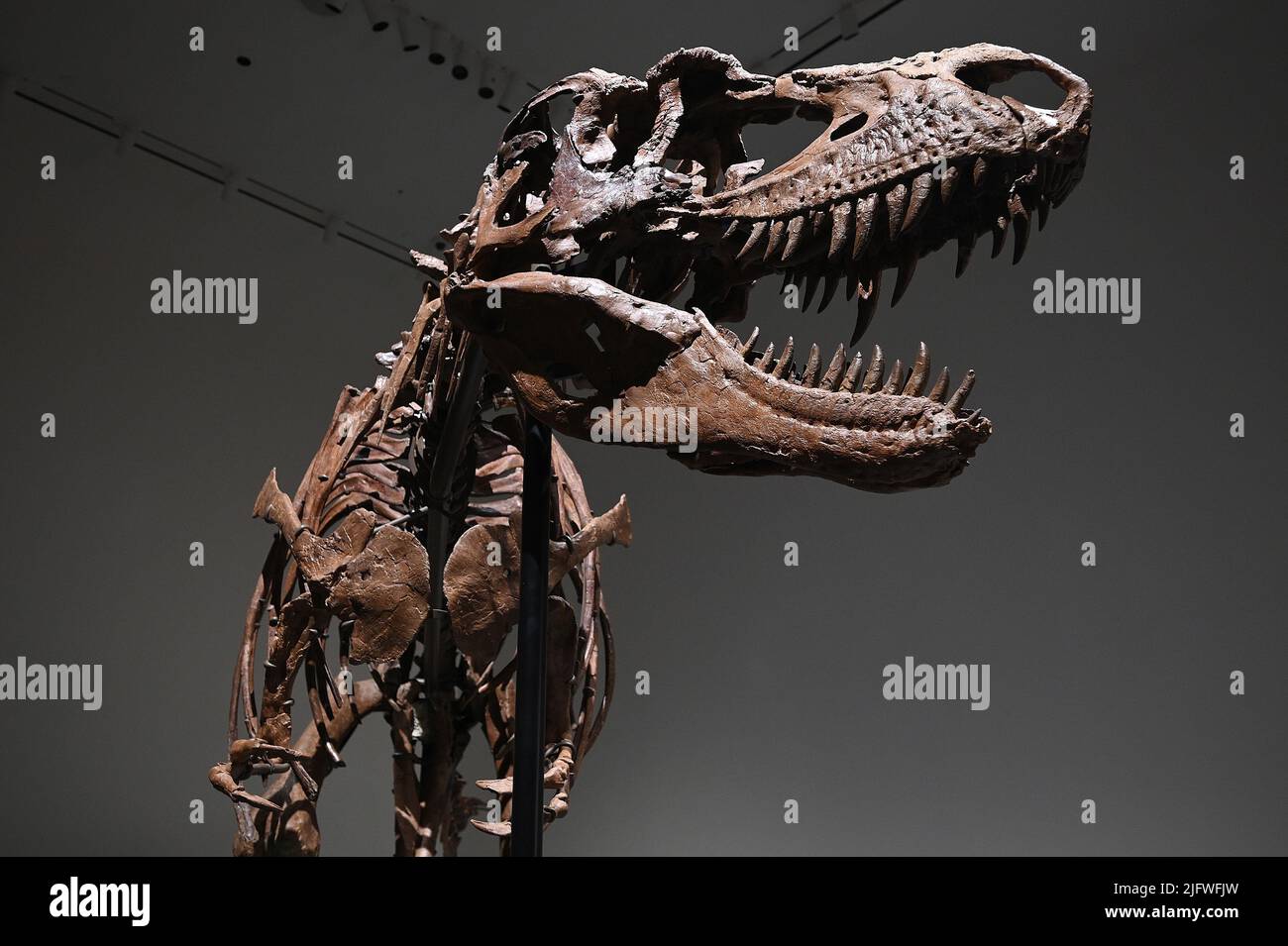 Gorgosaurus Skeleton Gorgosaurus Wikipedia