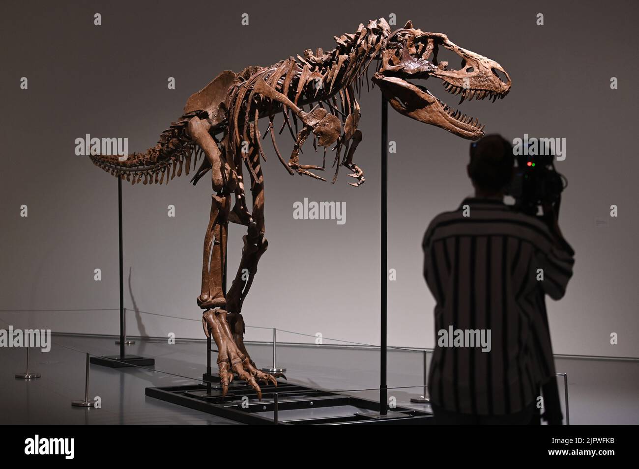 New York, USA. 05th July, 2022. A Gorgosaurus Skeleton is unveiled at ...