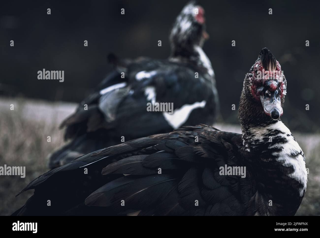 Feral duck hi-res stock photography and images - Alamy