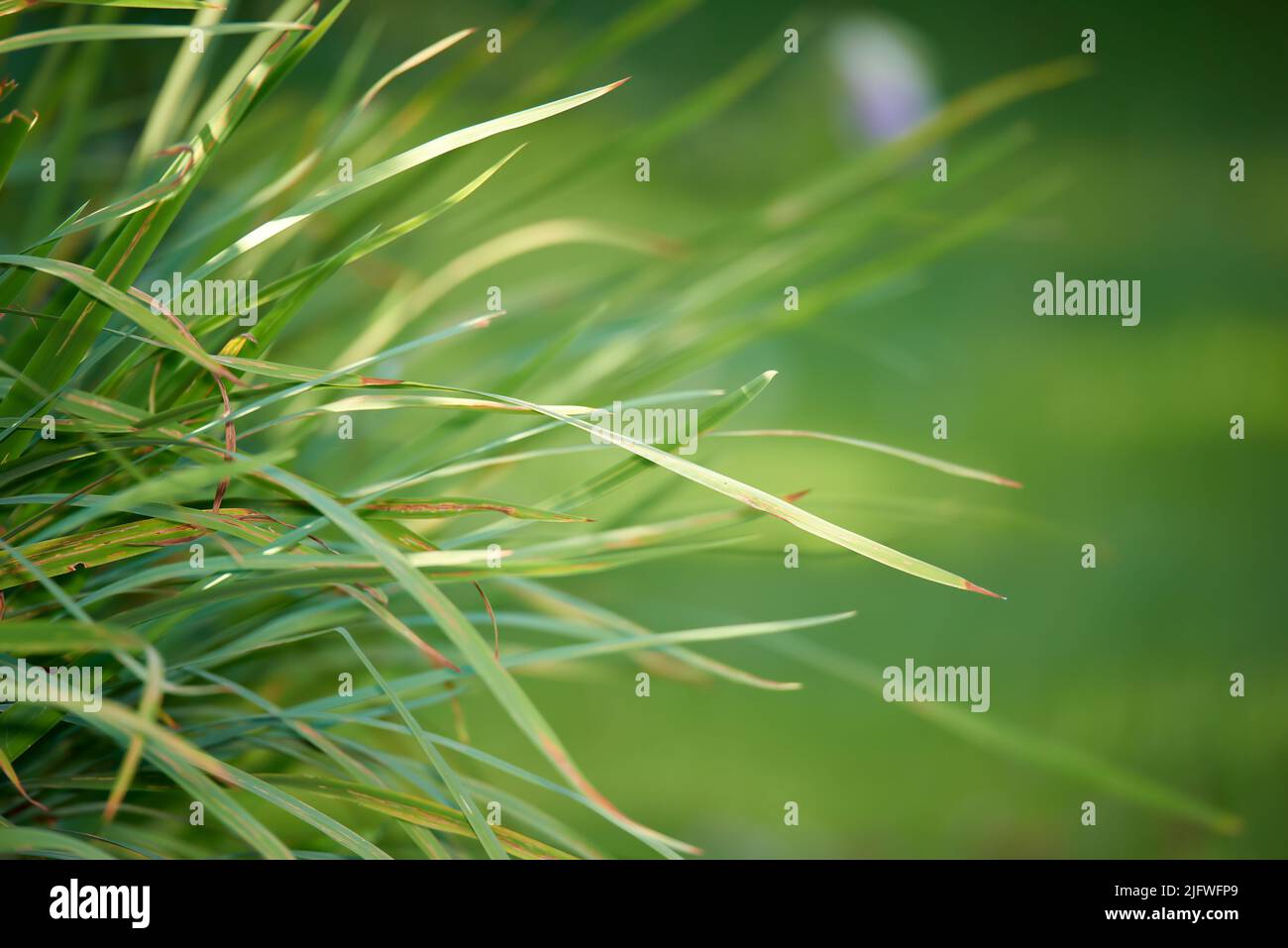 Grass growing outside hi-res stock photography and images - Alamy